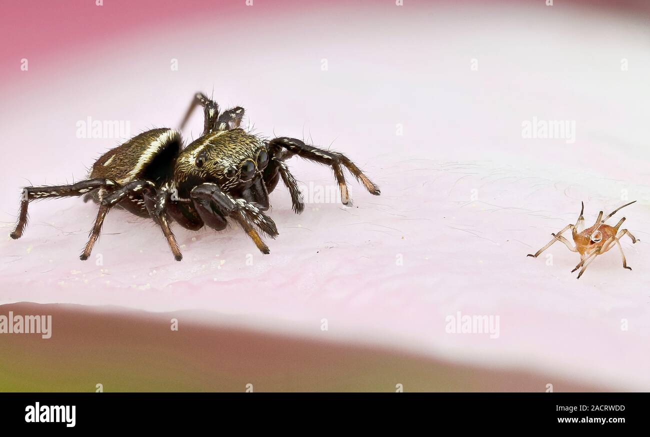 Jumping spider and aphid. Jumping spider (family Salticidae) about to ...