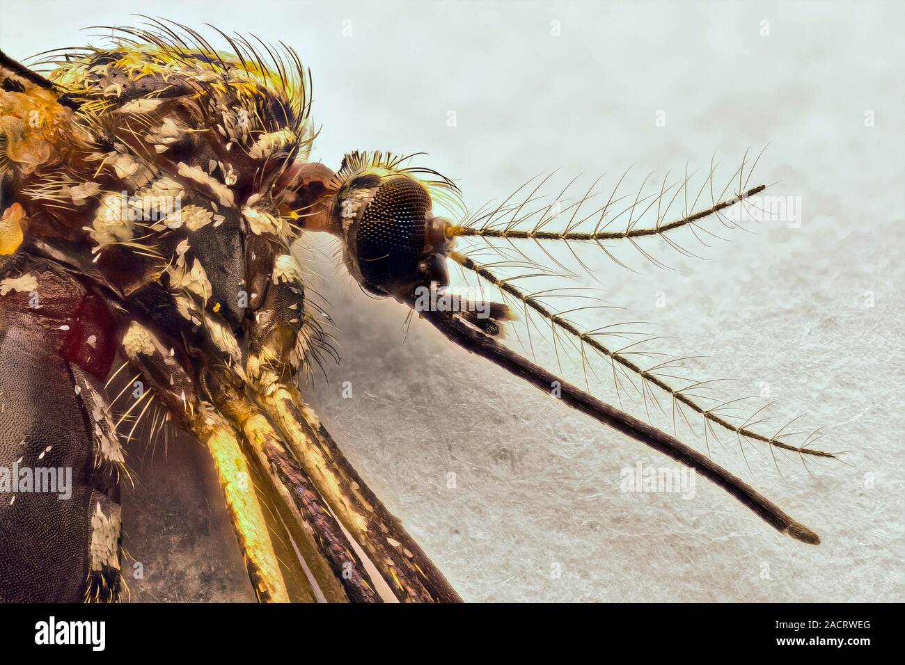 Mosquito. Close-up of a mosquito, showing its feathery antennae (right ...