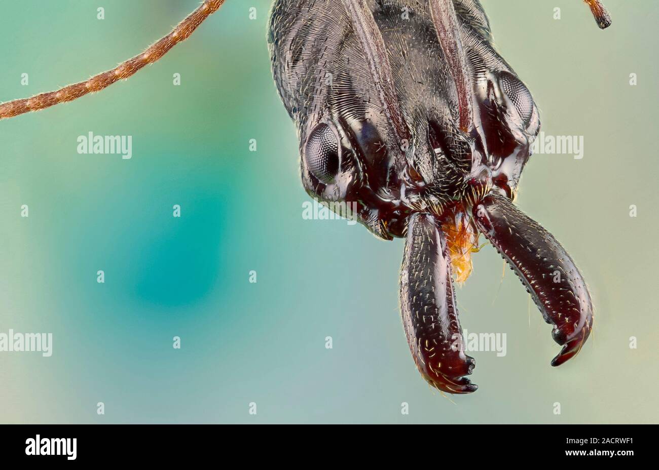 Trap-jaw ant. Close-up of the head of a trap-jaw ant (Odontomachus sp ...
