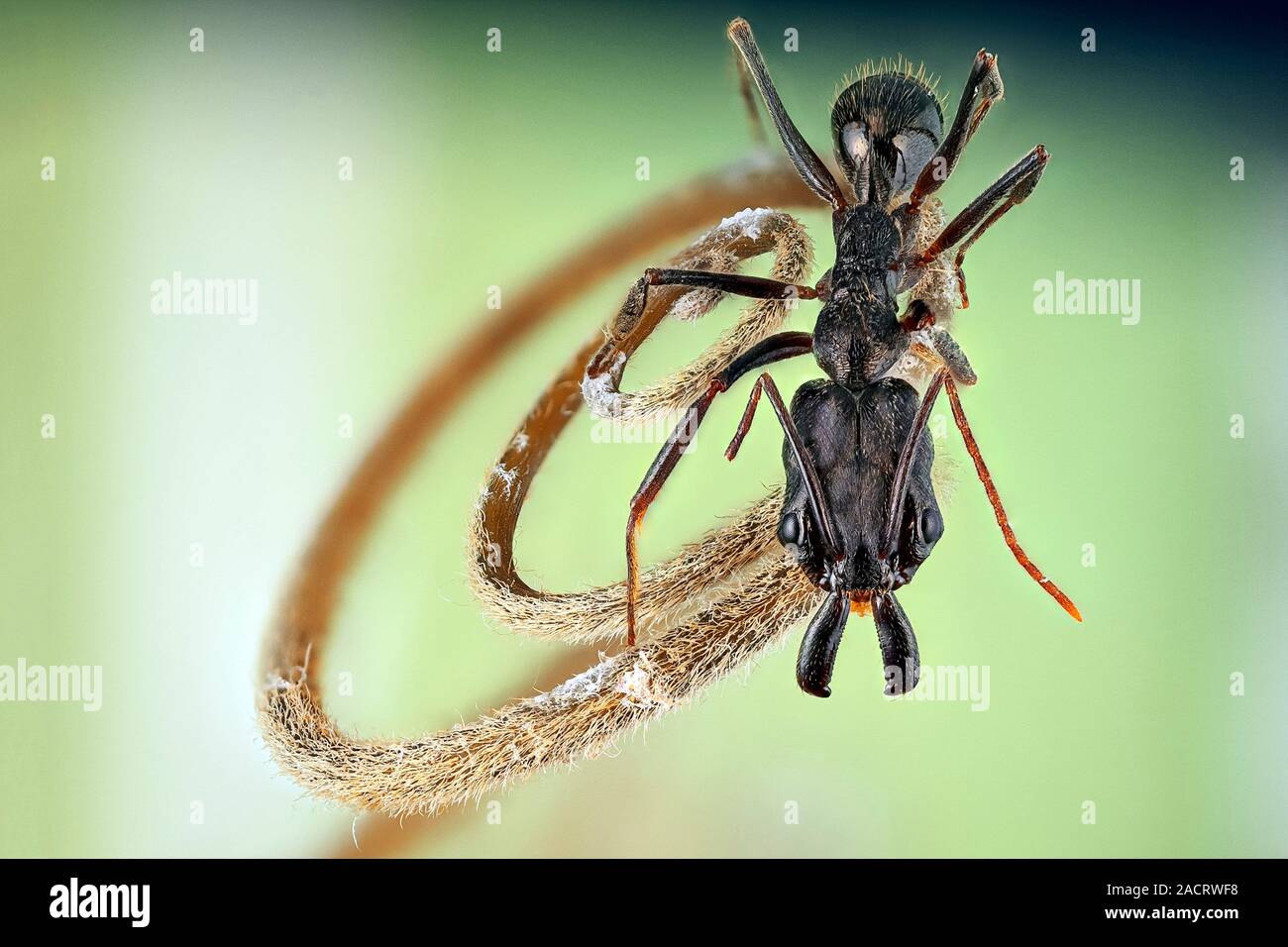 Trap-jaw ant. Close-up of the head of a trap-jaw ant (Odontomachus sp ...