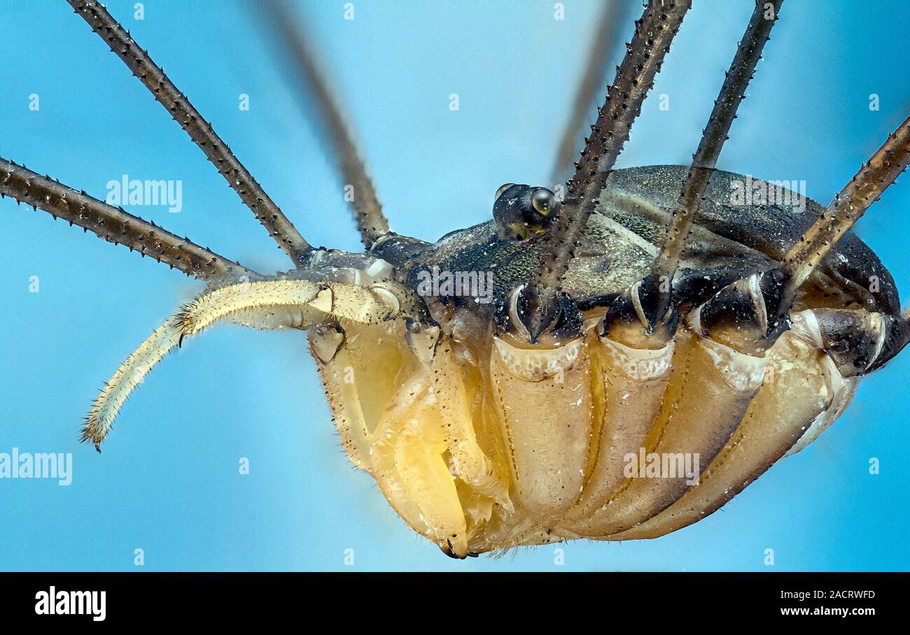 Harvestman. Harvestmen (order Opiliones) are an order of arachnids that ...