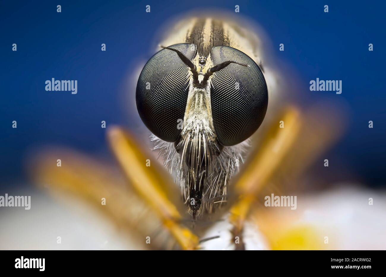 Robber fly. Close-up of the head of a robber fly (family Asilidae ...