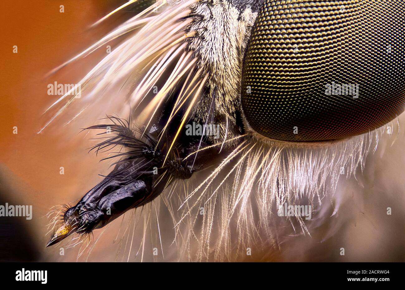 Robber fly. Close-up of the head of a robber fly (family Asilidae ...