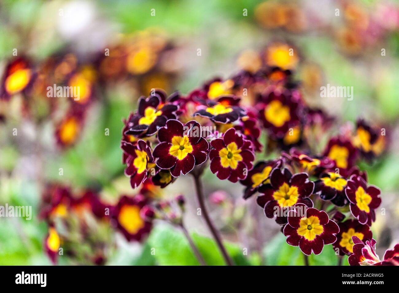 Polyanthus Primula 'Victorian Silver Lace' Primroses Stock Photo - Alamy