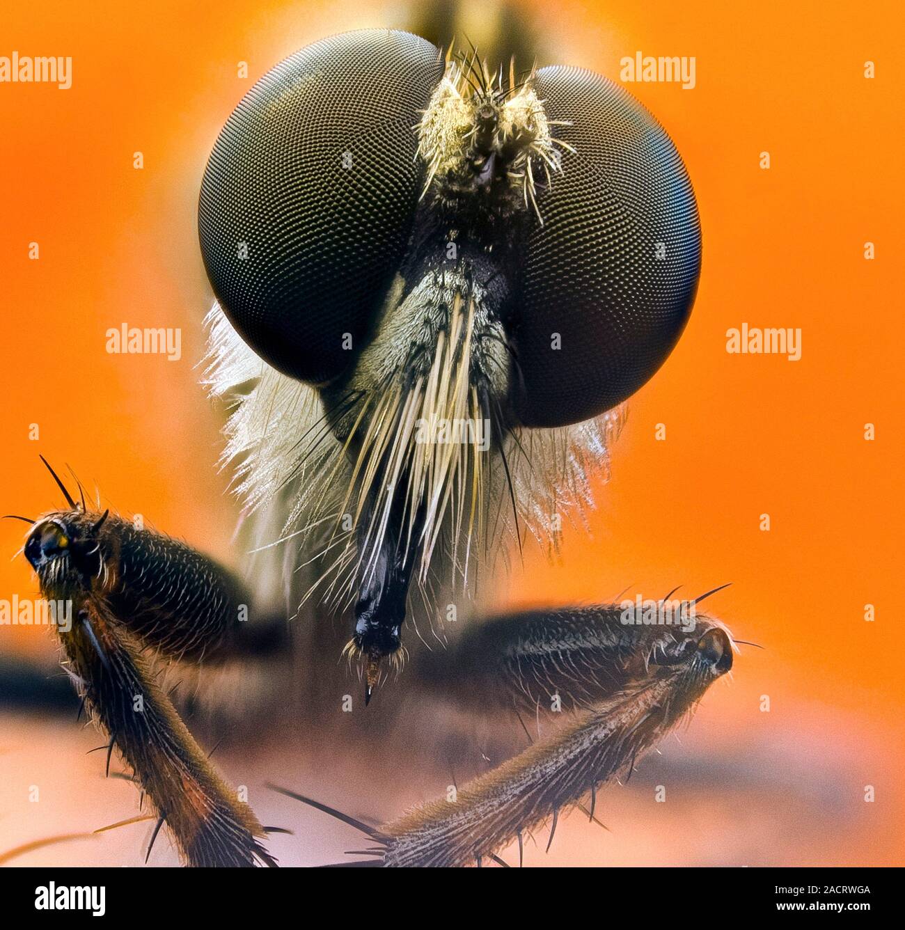 Robber fly. Close-up of the head of a robber fly (family Asilidae ...