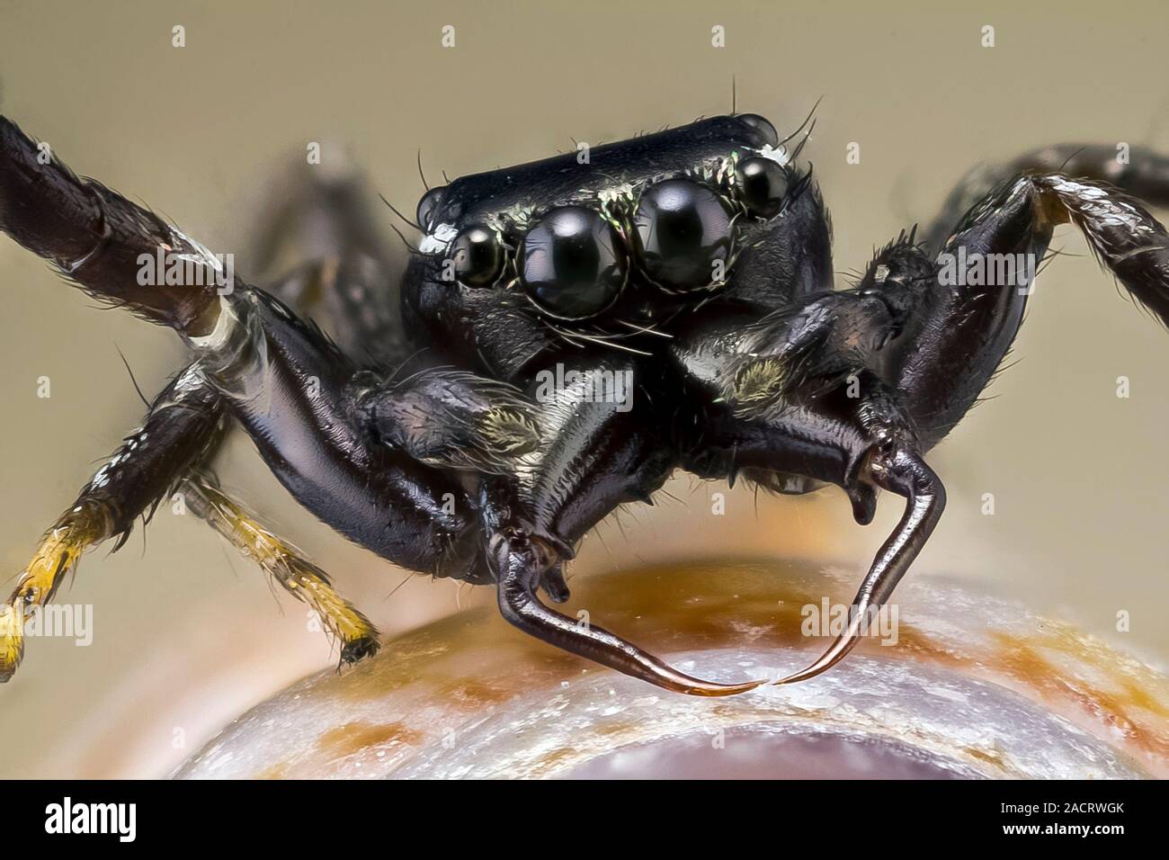 Jumping spider. Jumping spiders (family Salticidae) stalk their prey ...
