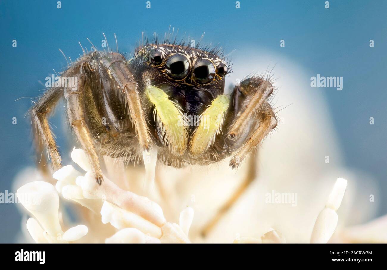 Jumping spider on a flower. Jumping spiders (family Salticidae) stalk ...