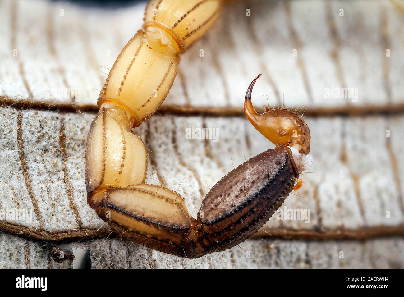 Scorpion sting. Close-up of the sting of a scorpion (order Scorpiones ...