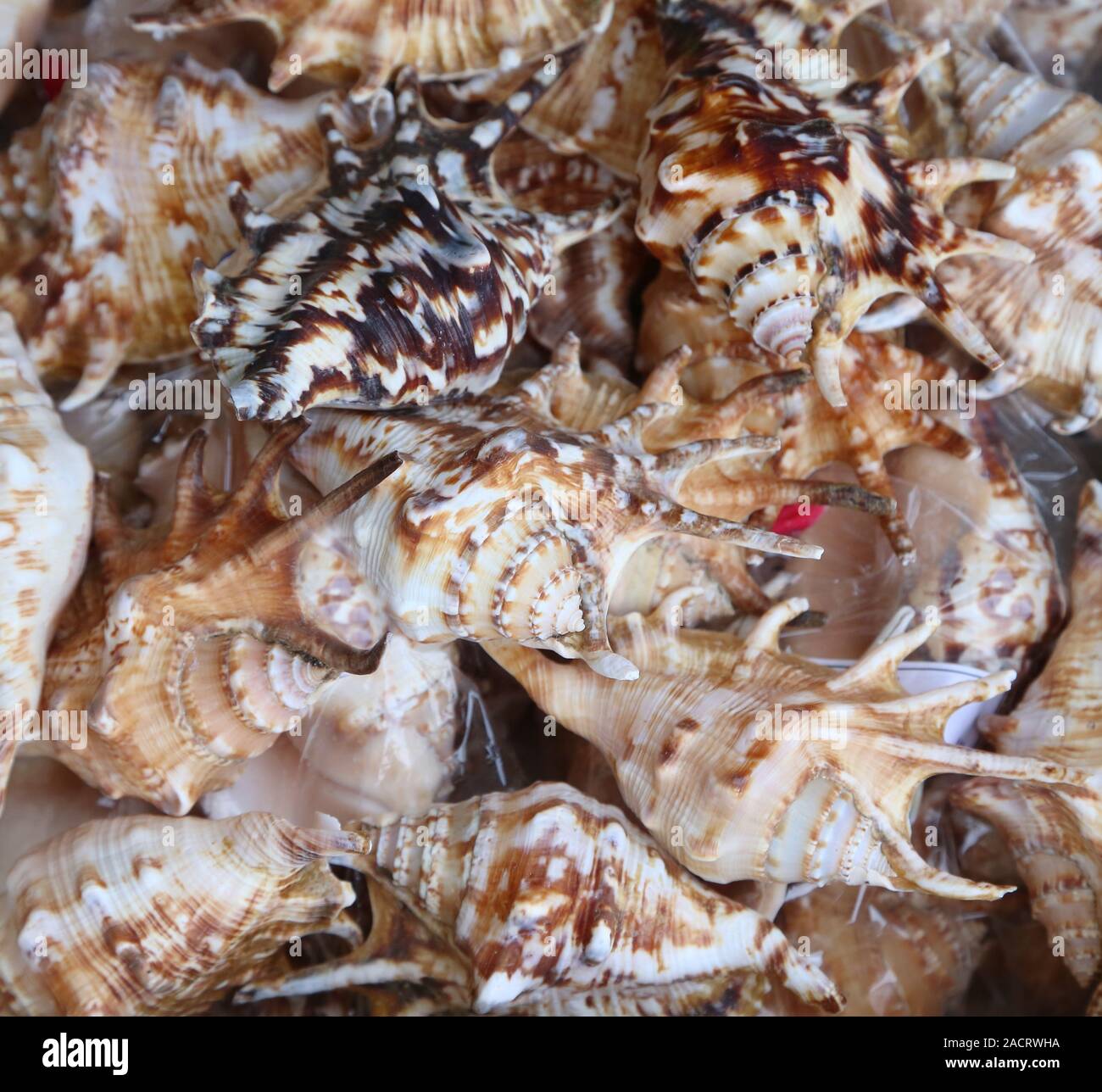 Background of seashells photographed close-up Stock Photo - Alamy