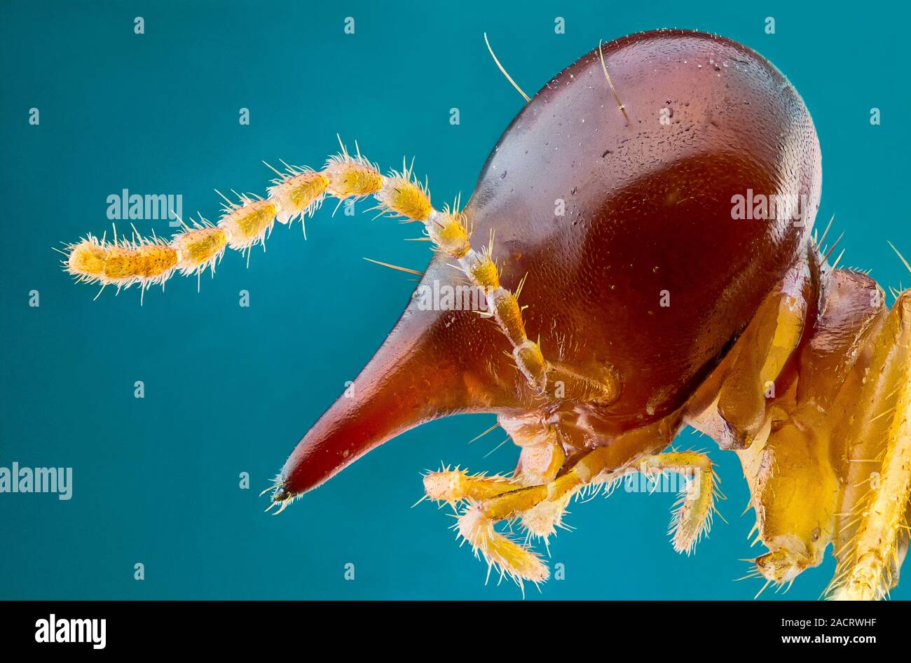 Termite head. Termites (order Blattodea) feed on cellulose and rely on ...