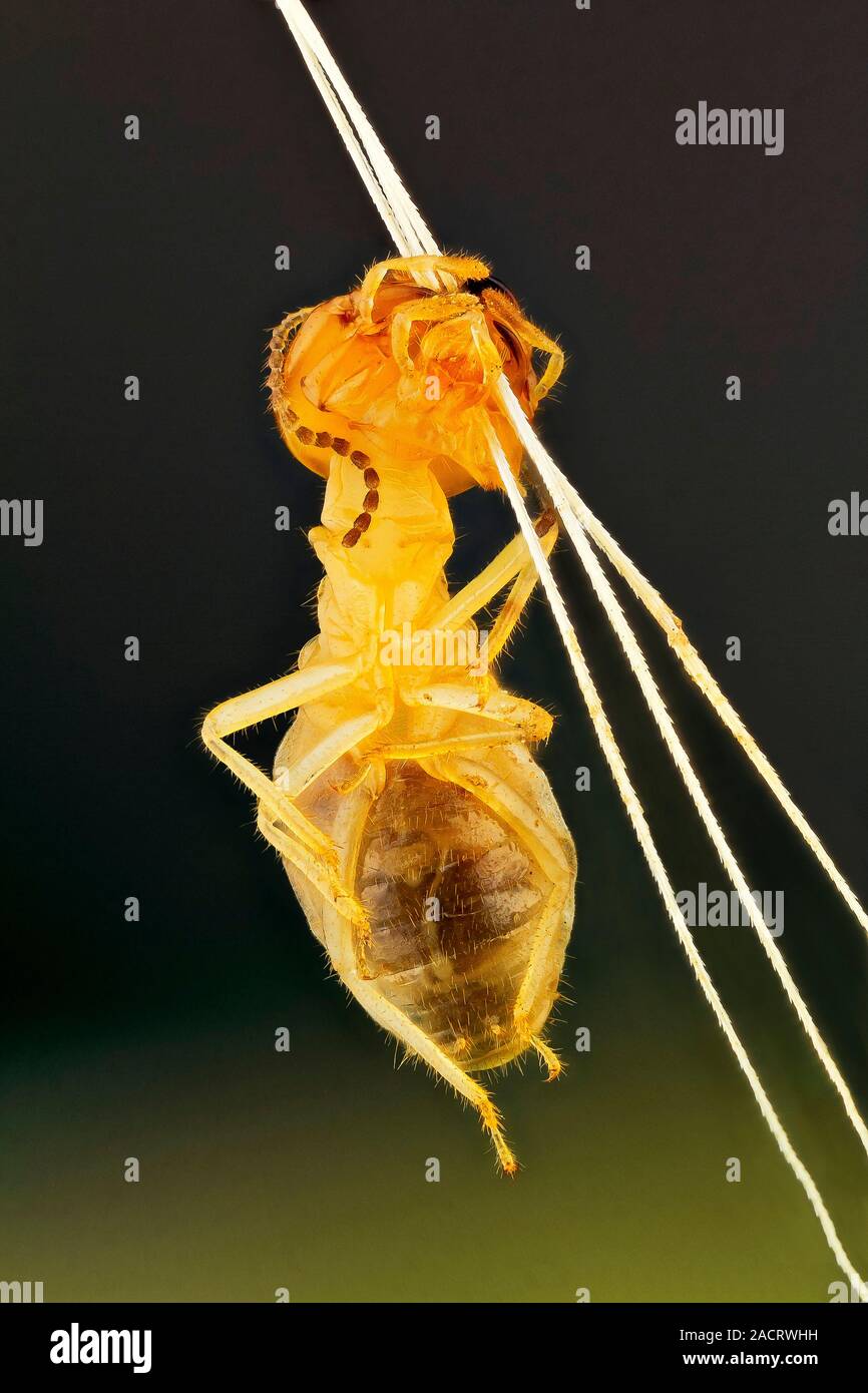 Termite. Termites (order Blattodea) feed on cellulose and rely on ...