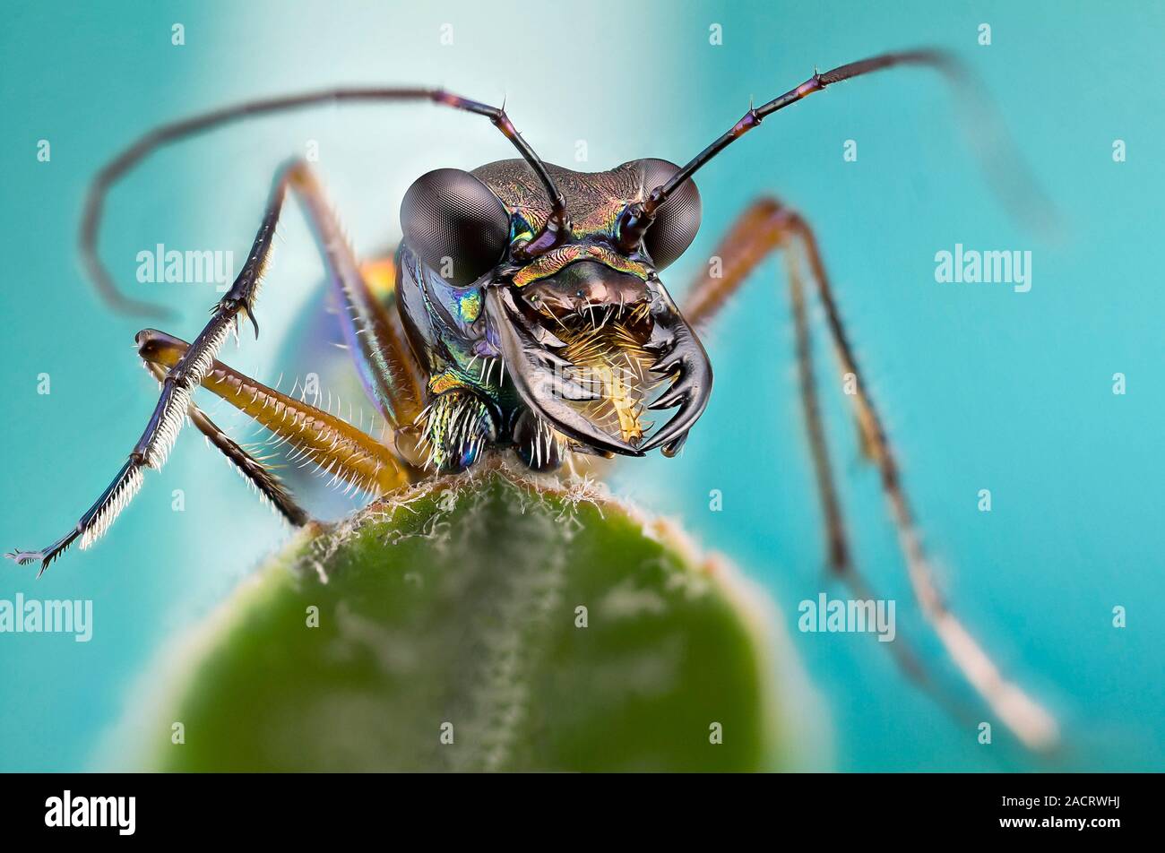 Tiger beetle. Close-up of the head of a tiger beetle (subfamily ...