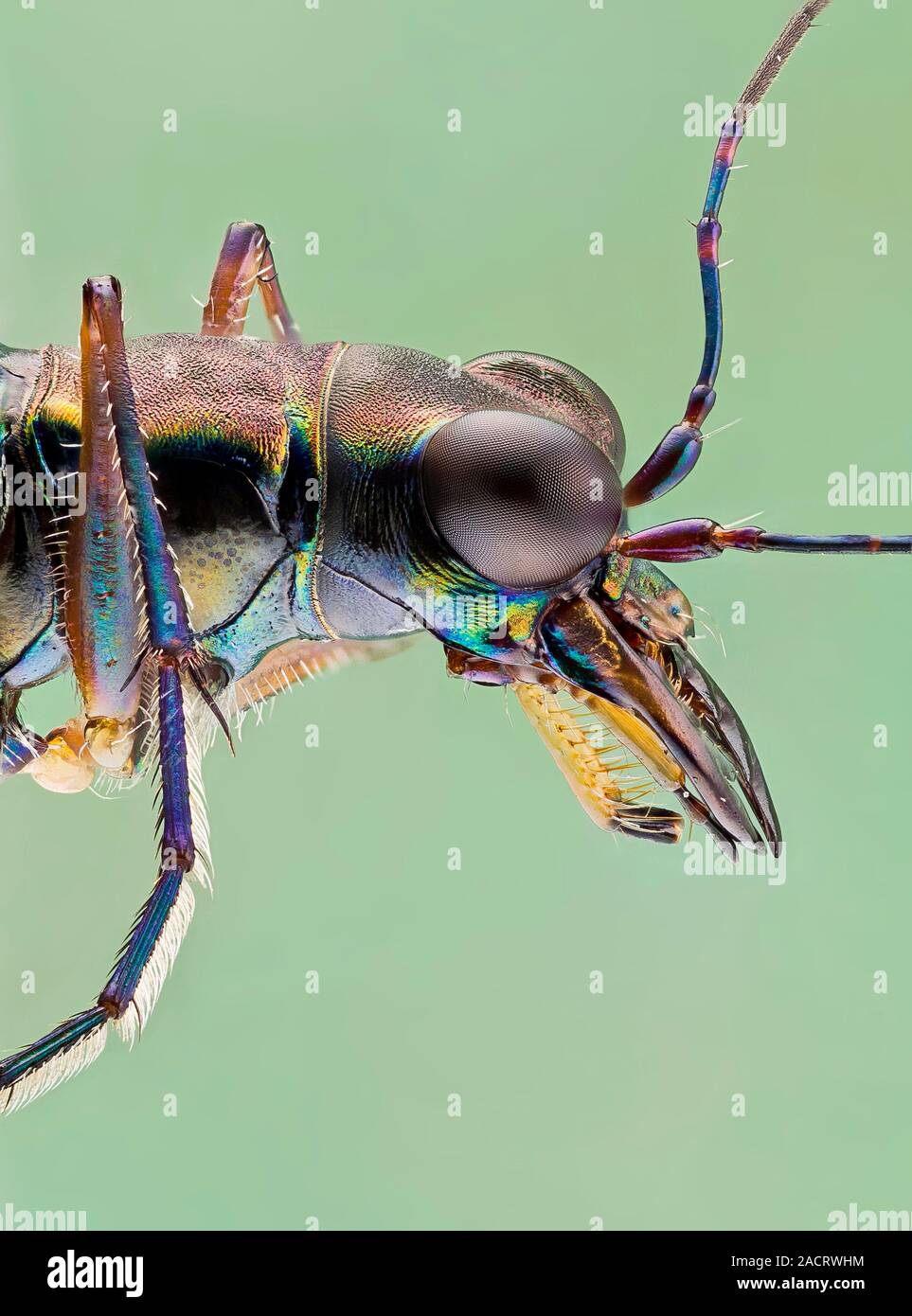 Tiger beetle. Close-up of the head of a tiger beetle (subfamily ...