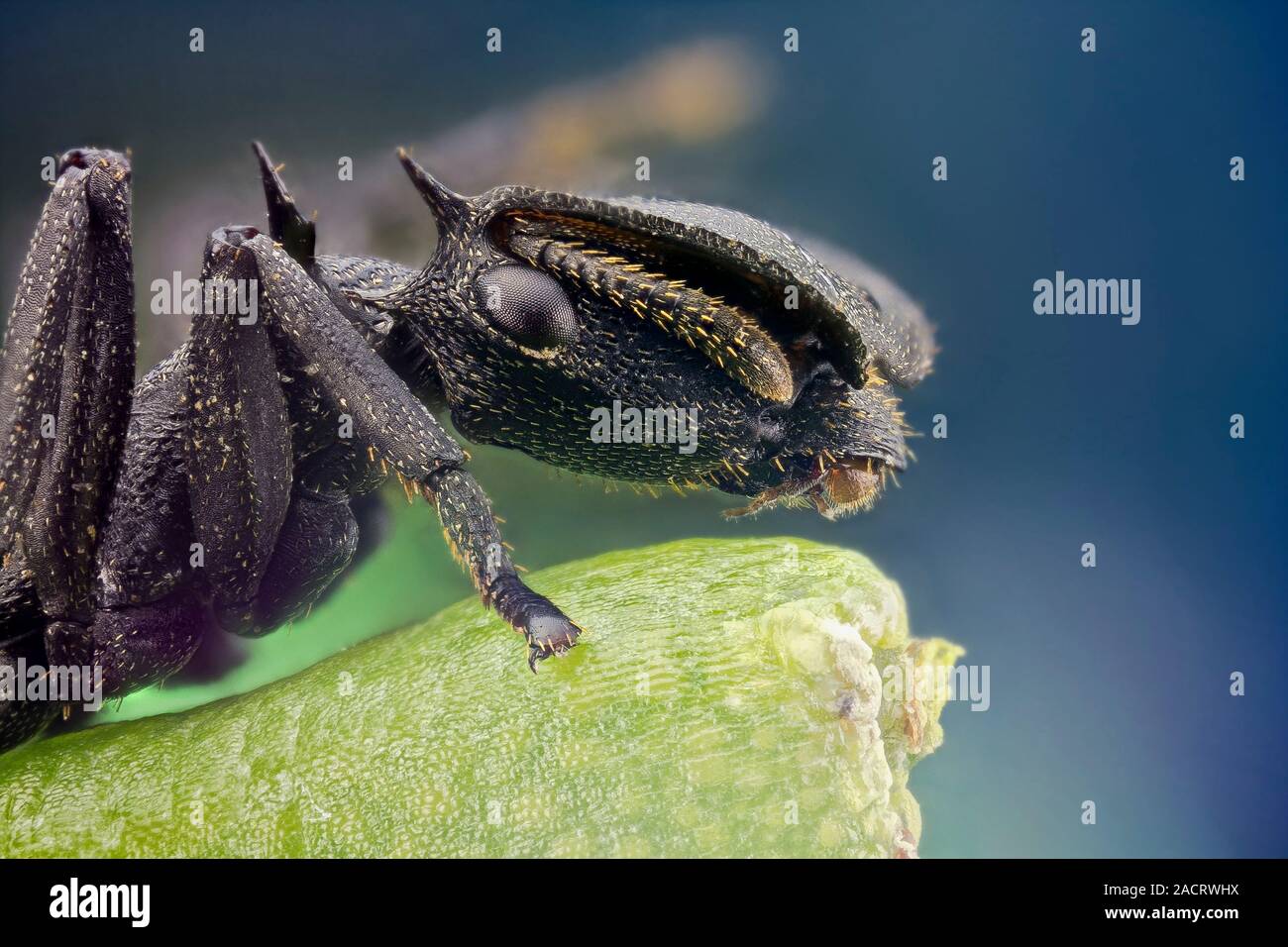 Turtle ant. Close-up of a turtle ant (Cephalotes sp.) soldier, showing ...