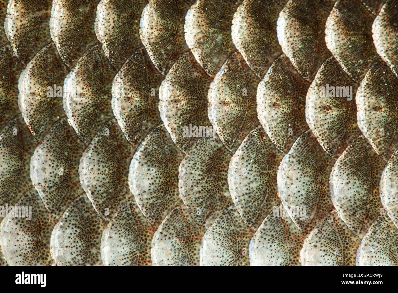 Scale carps High Resolution Stock Photography and Images - Alamy