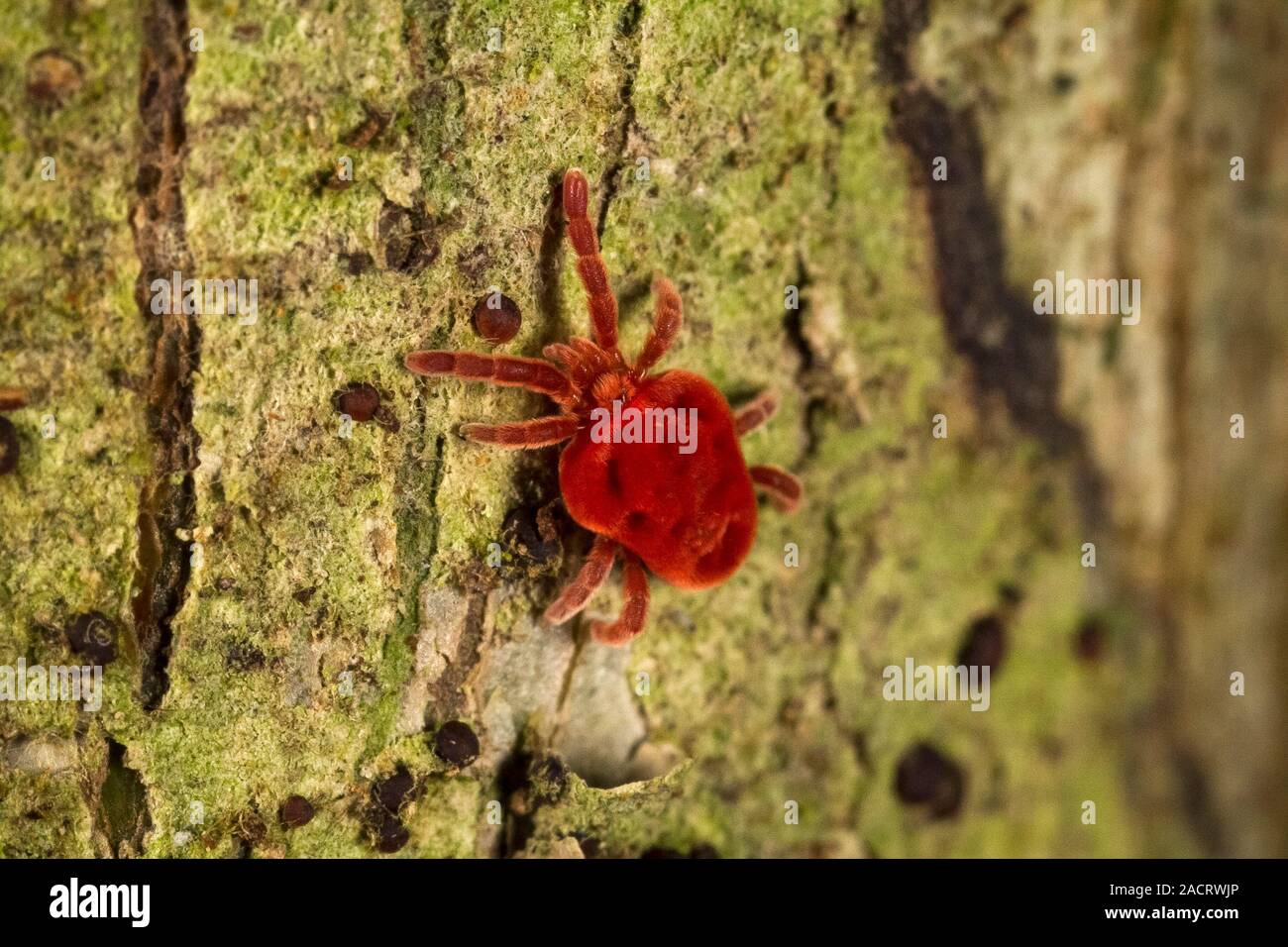 Velvet mite on a tree trunk. Velvet mites (family Trombidiidae) are ...