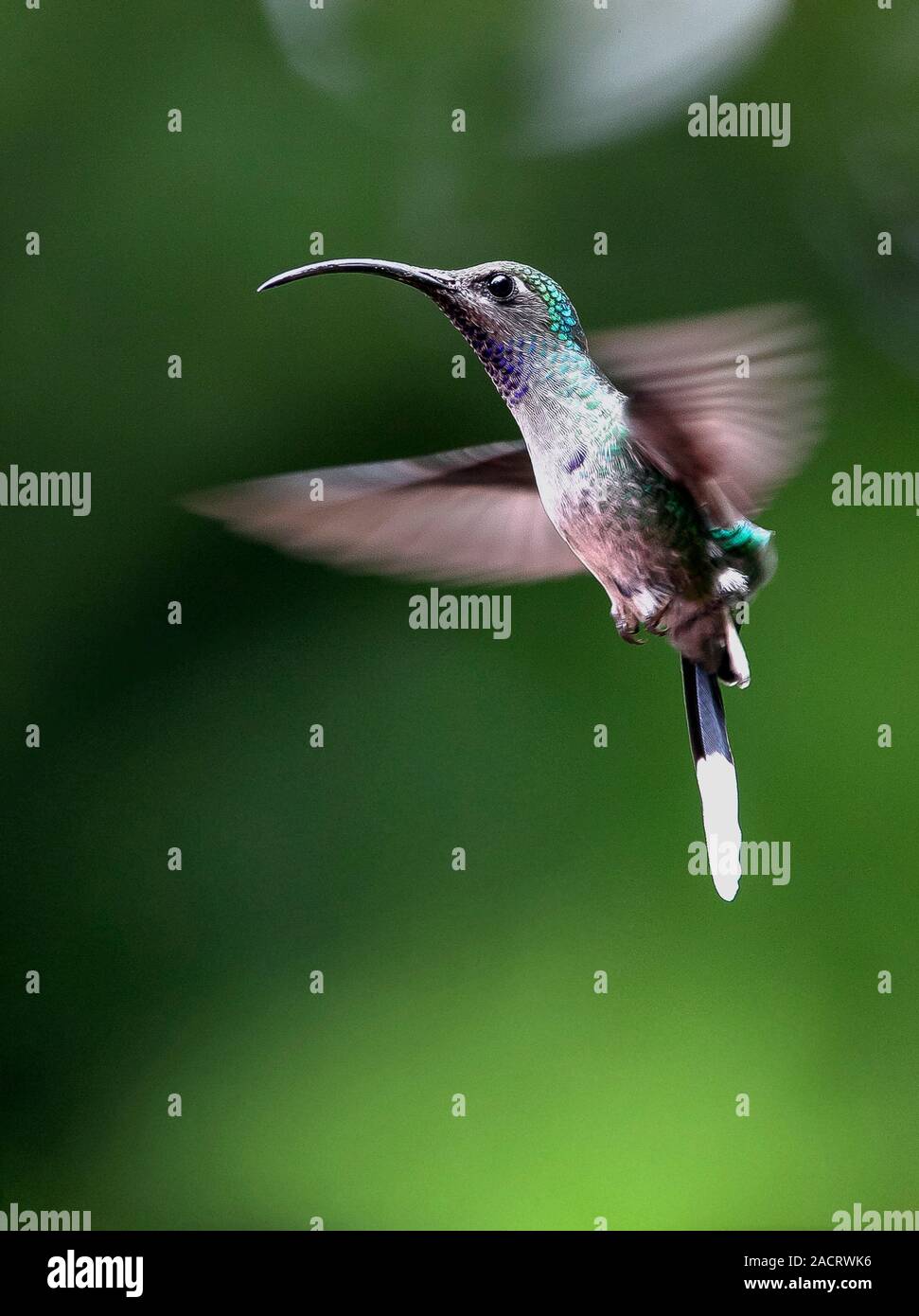Violet sabrewing hummingbird. Female violet sabrewing (Campylopterus ...