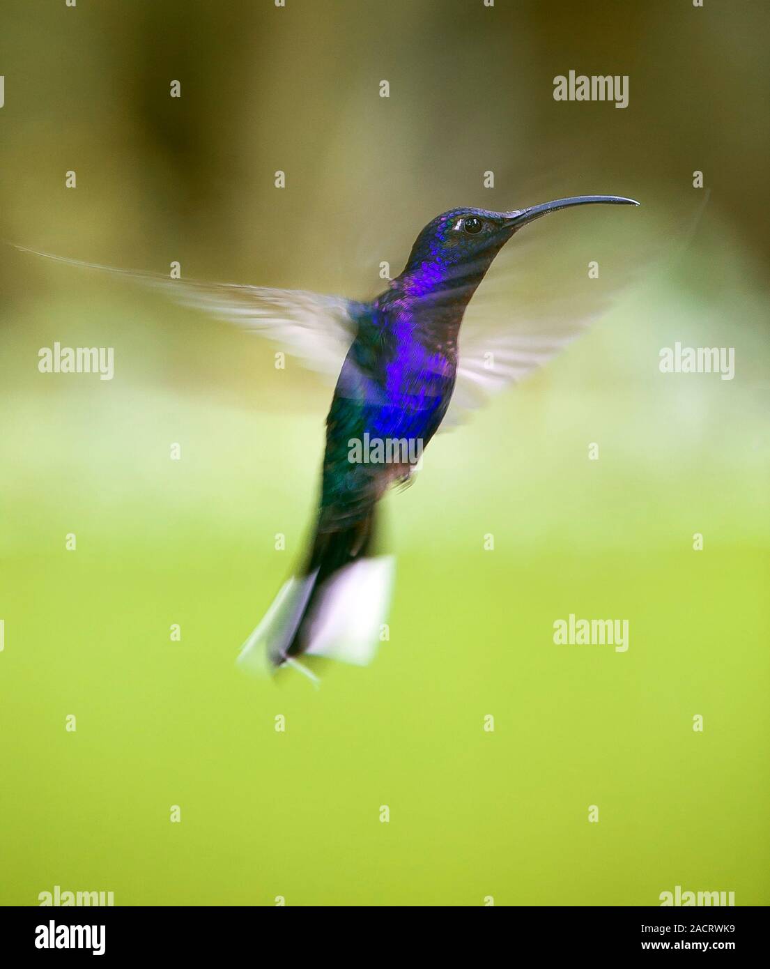 Violet sabrewing hummingbird. Female violet sabrewing (Campylopterus ...