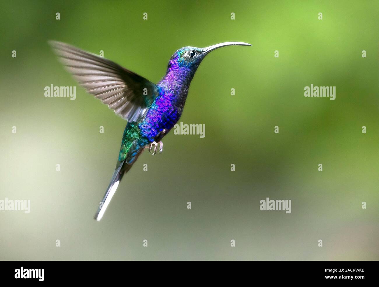 Violet sabrewing hummingbird. Female violet sabrewing (Campylopterus ...