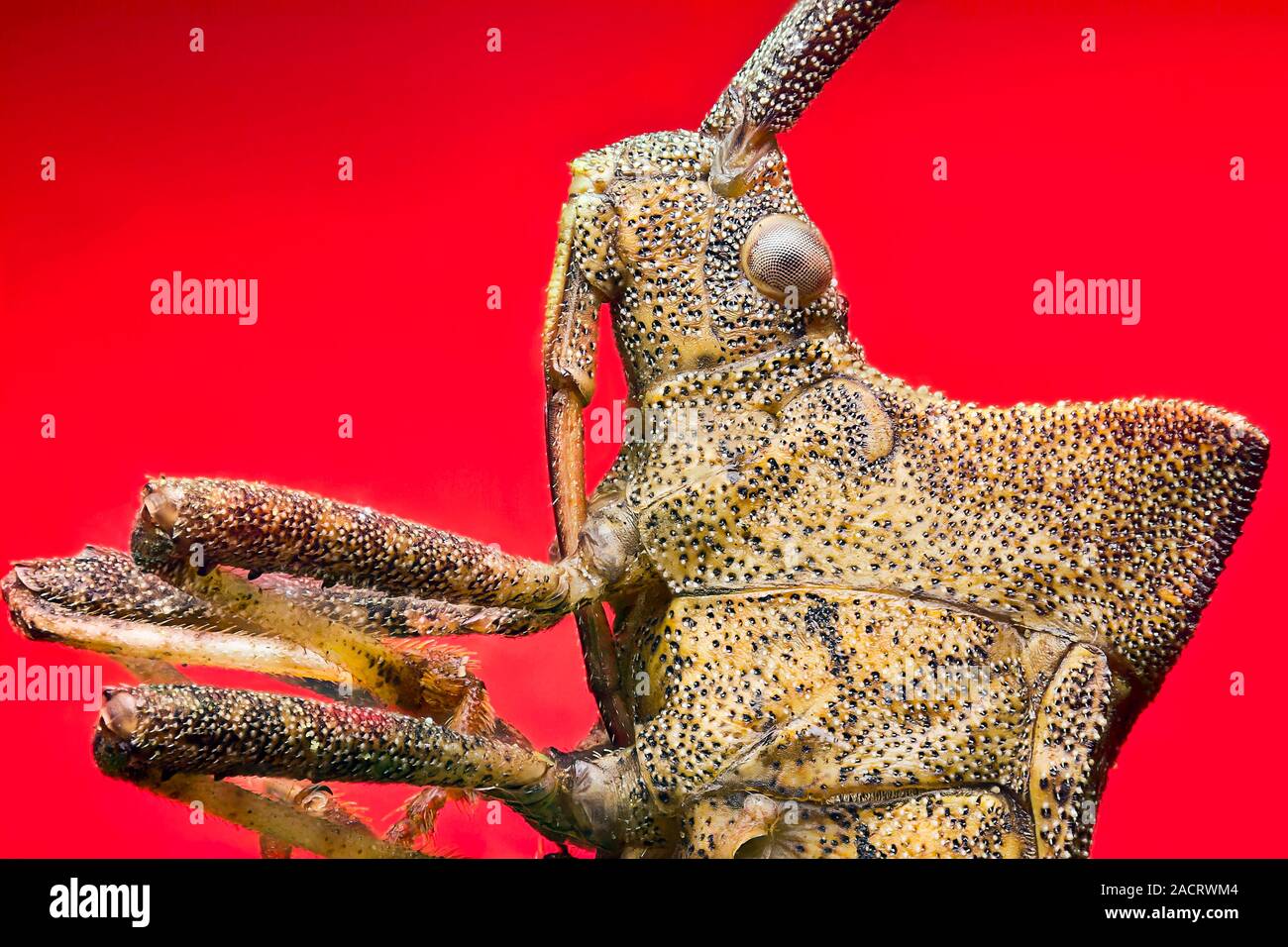 Dock bug. Close-up of a dock bug (Coreus marginatus), showing its ...