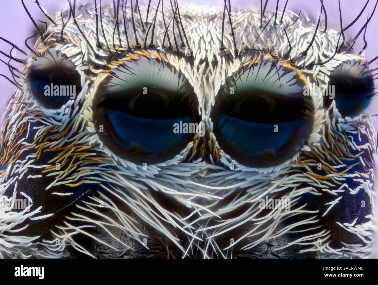 Jumping spider head. Close-up of the head of a jumping spider (family ...