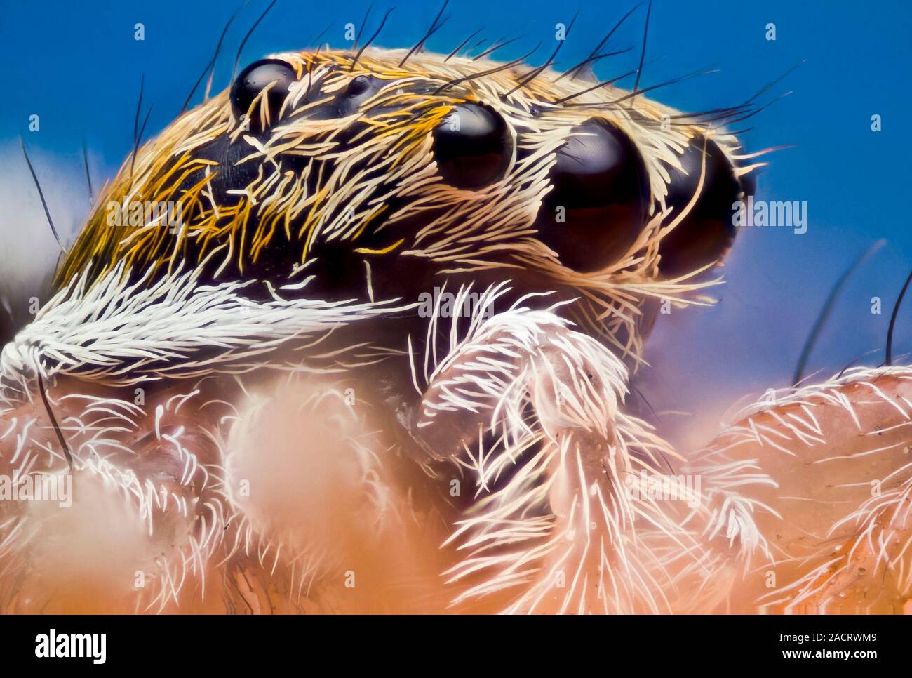 Jumping spider head. Close-up of the head of a jumping spider (family ...