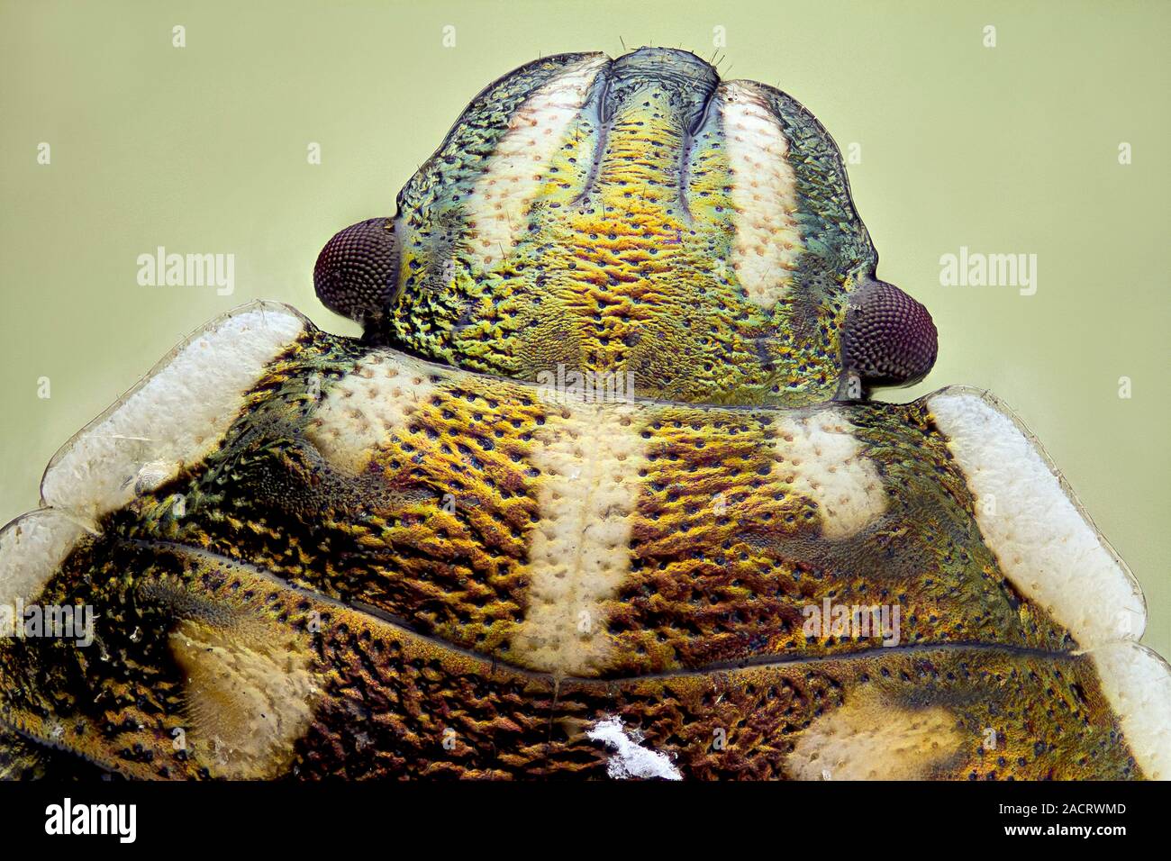Shield bug head. Close-up of the head of a shield, or stink, bug ...
