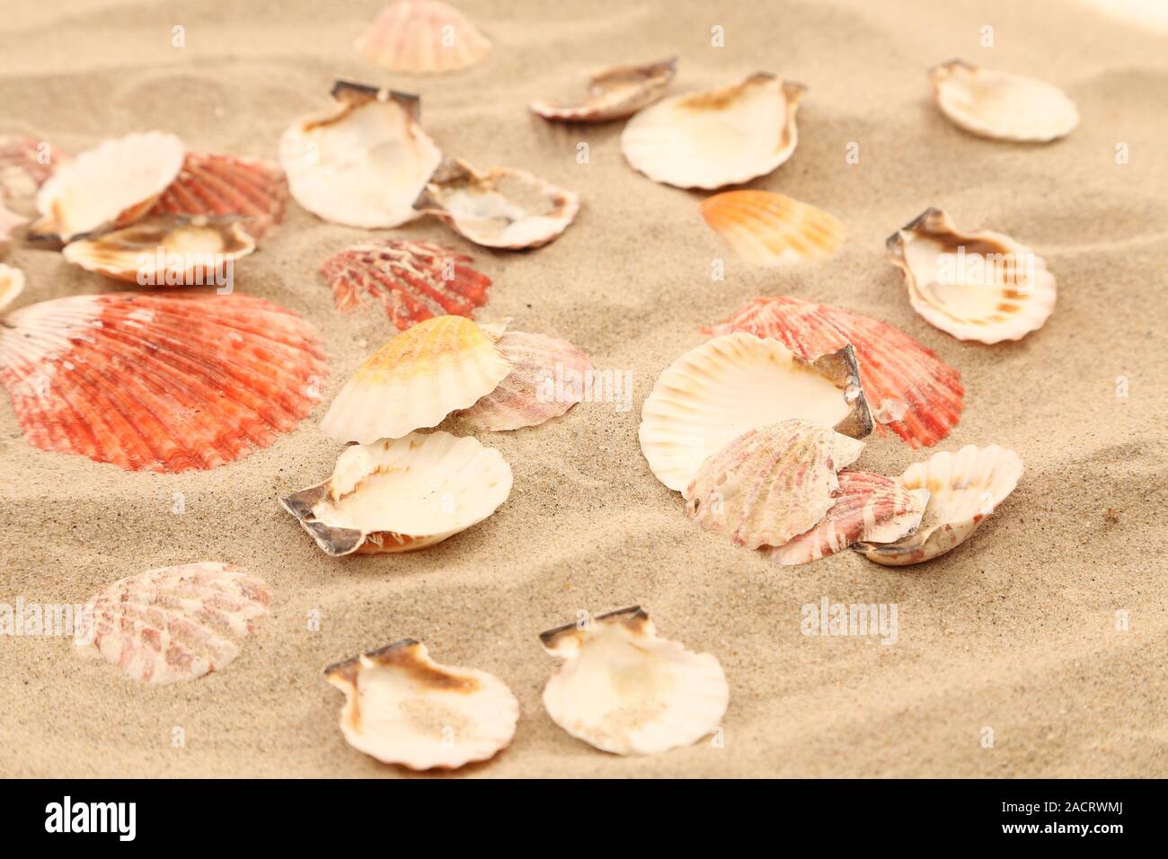 Lot of shells is located on sandy background Stock Photo - Alamy