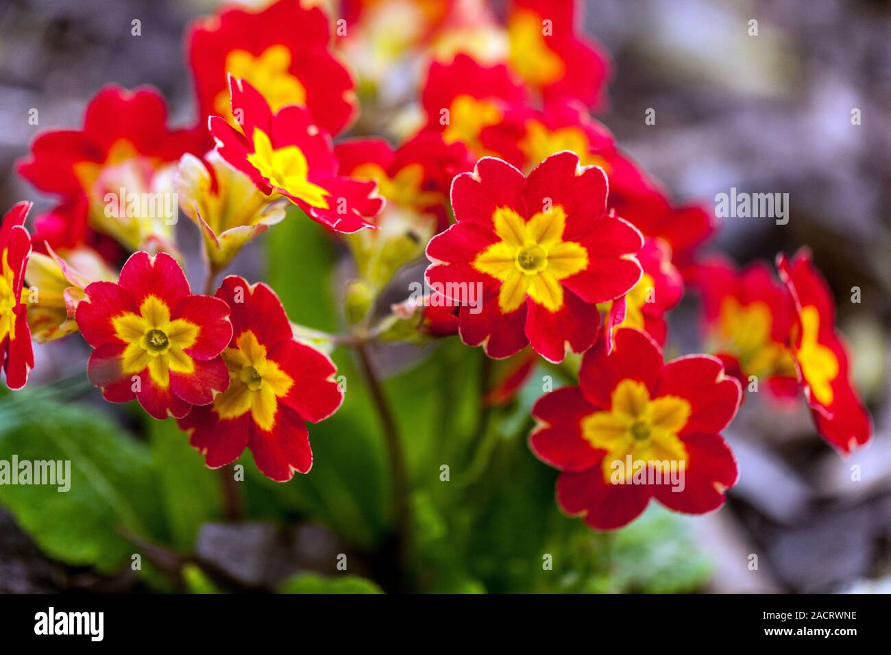Garden of giants hi-res stock photography and images - Alamy