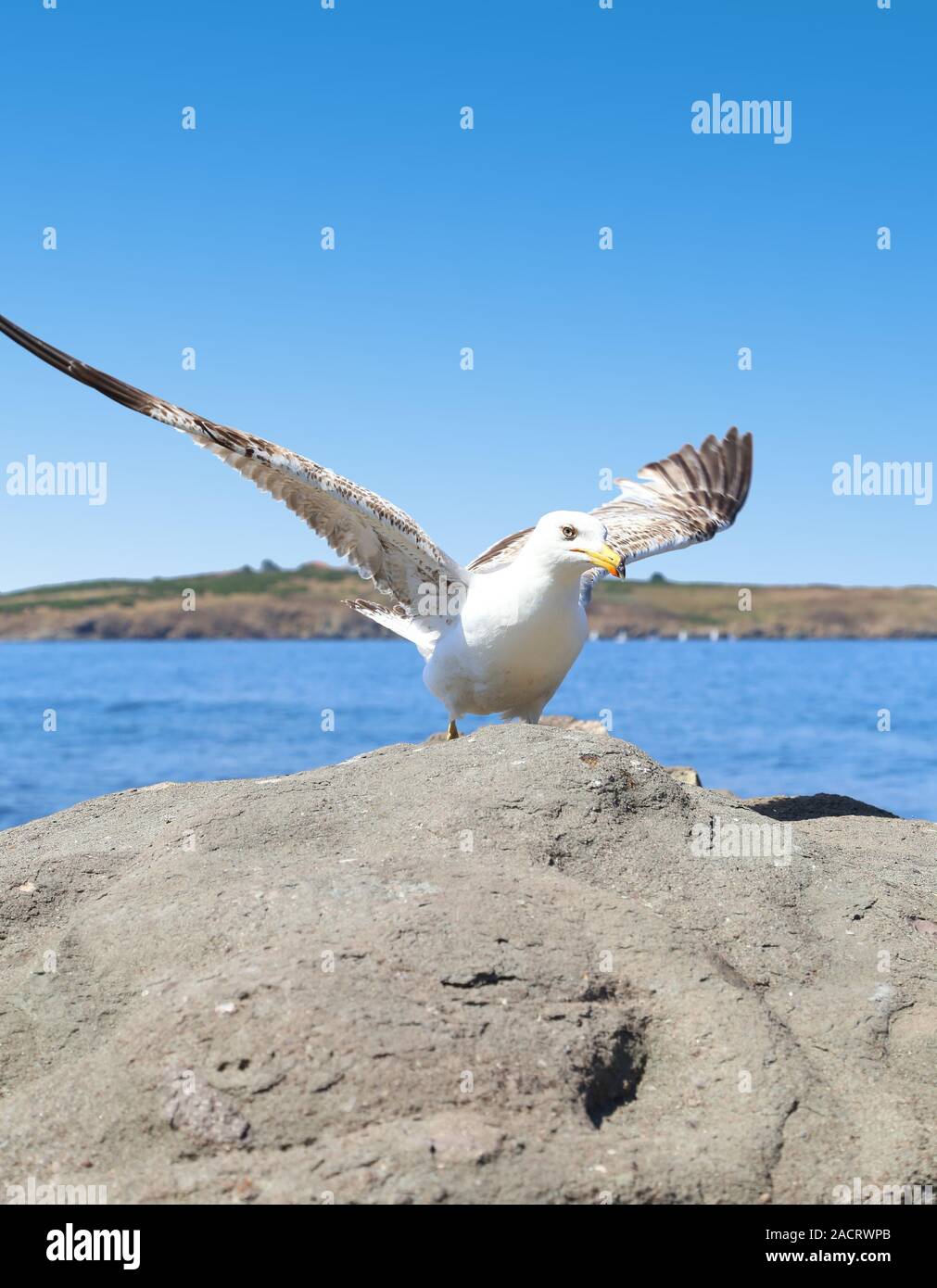 seagull set stone on sea Stock Photo - Alamy