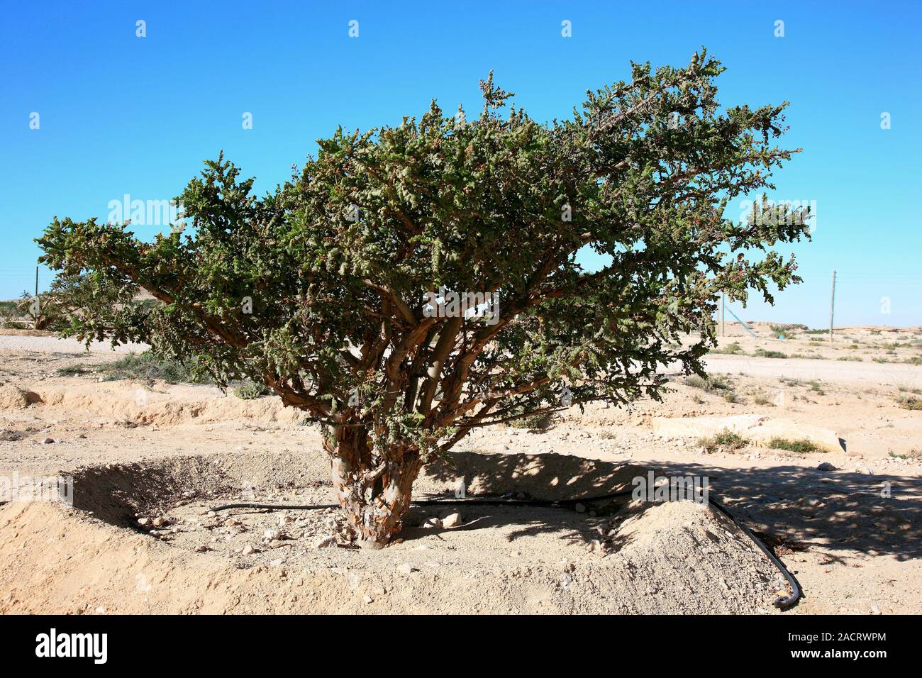 Incense tree. Incense tree (Boswellia sacra) being grown for its sap ...
