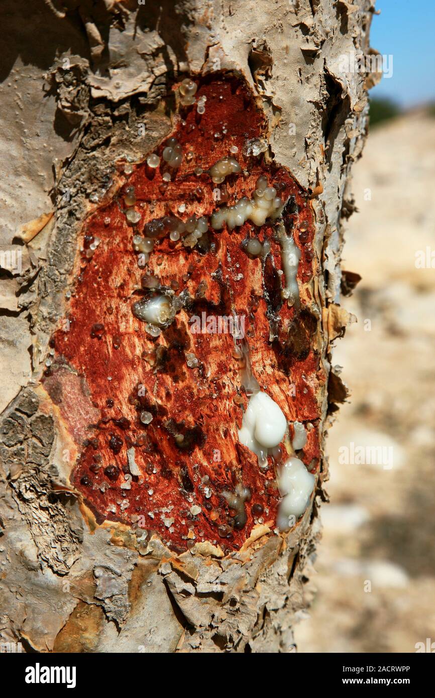 Incense tree. Incense tree (Boswellia sacra) cut to reveal its sap ...