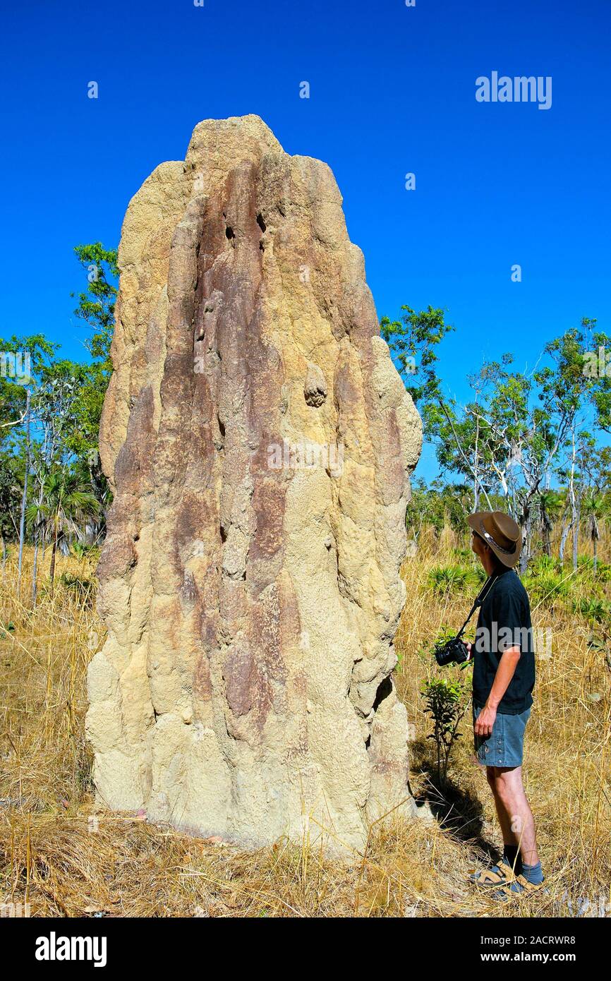 Termite mound. Man looking at a large termite mound. Termite ...