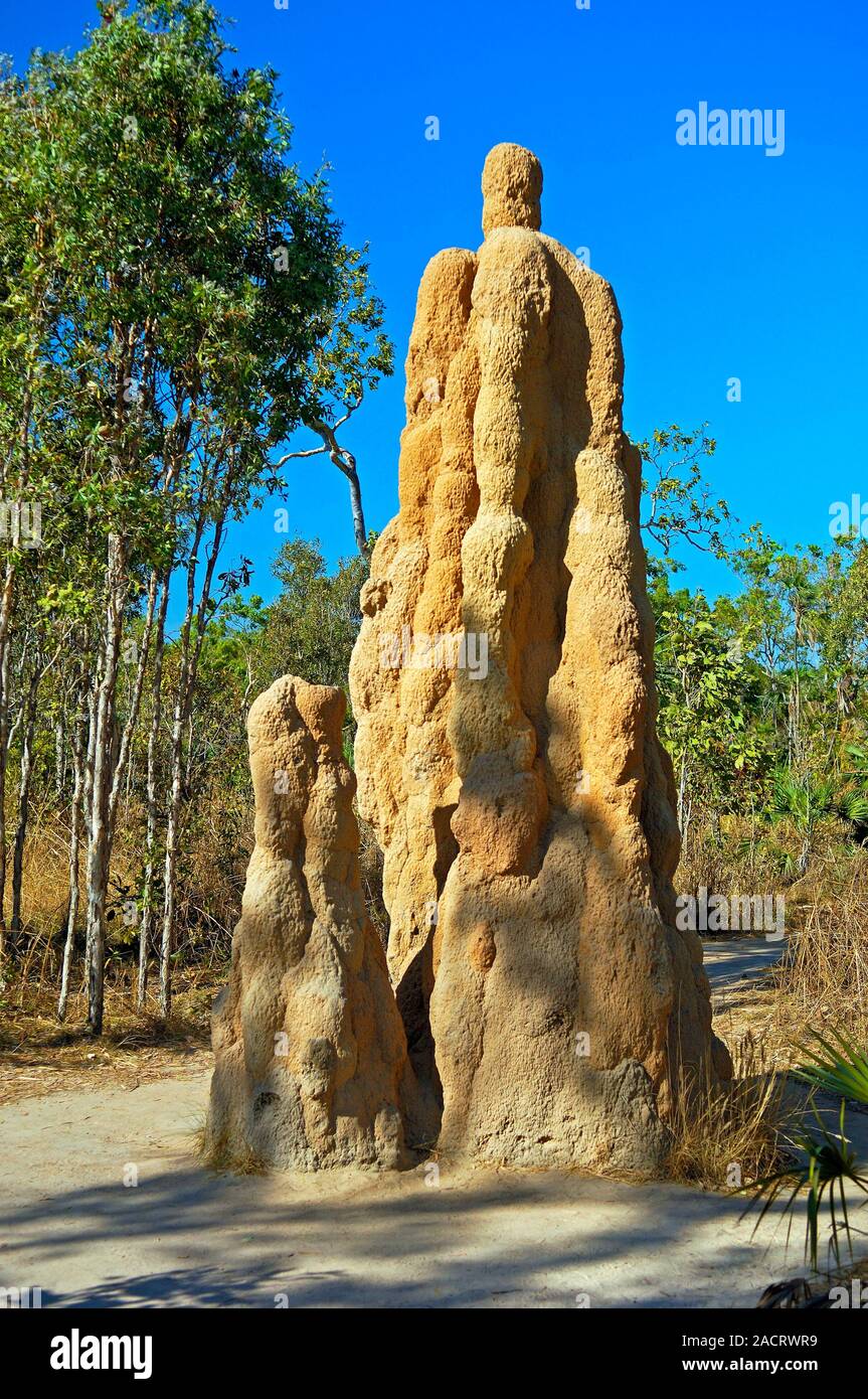 Termite mound. Large termite mound. Termite (infraorder Isoptera ...