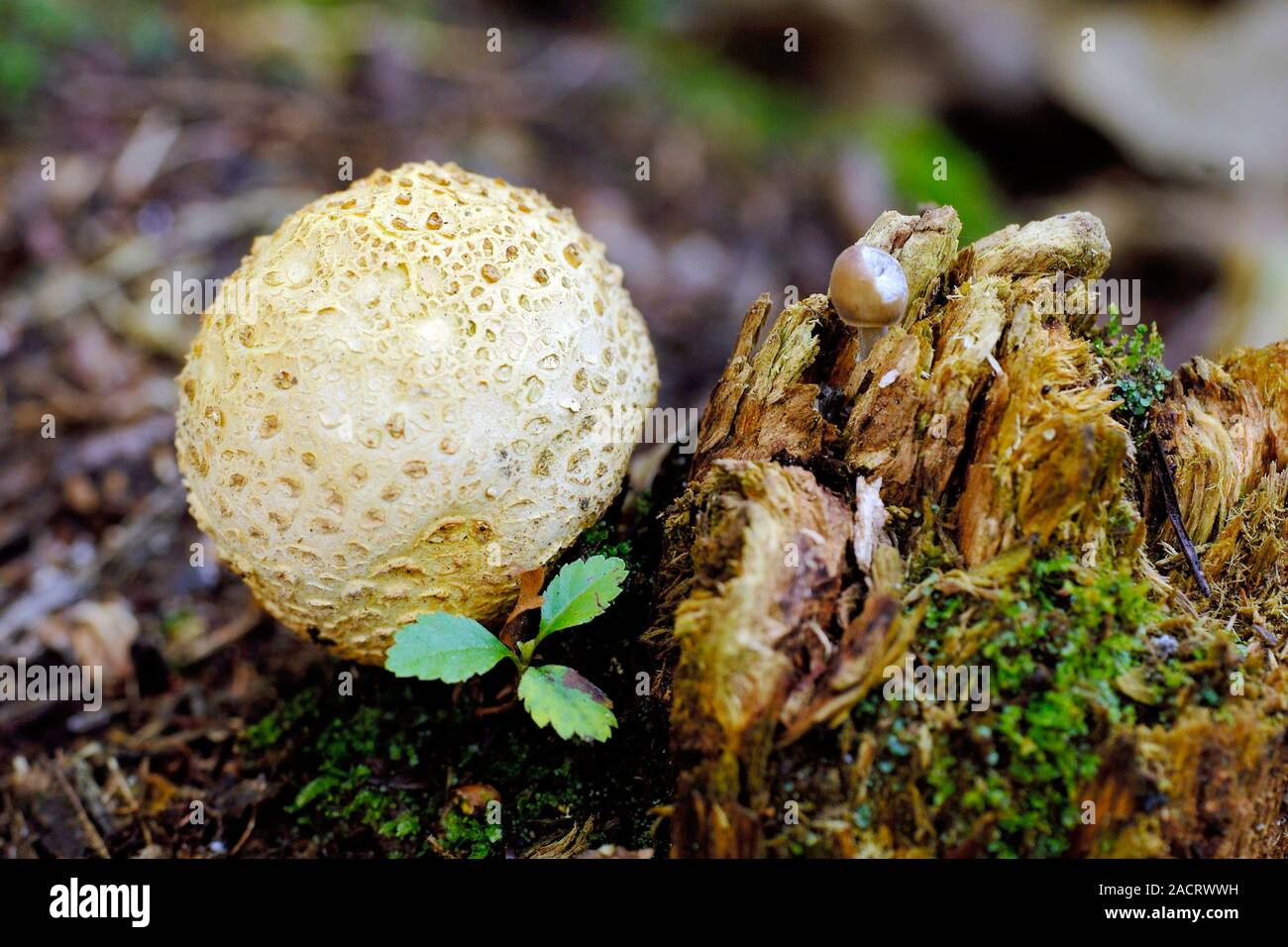 Common earthball (Scleroderma citrinum) mushroom Stock Photo - Alamy