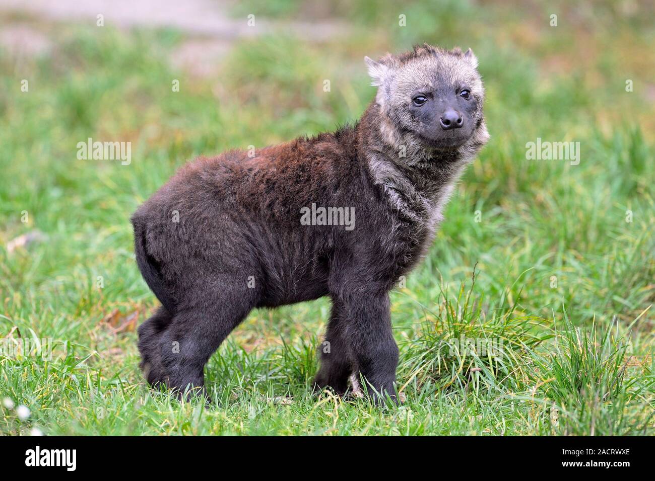 Young spotted hyena. The spotted hyena (Crocuta crocuta) is the largest ...