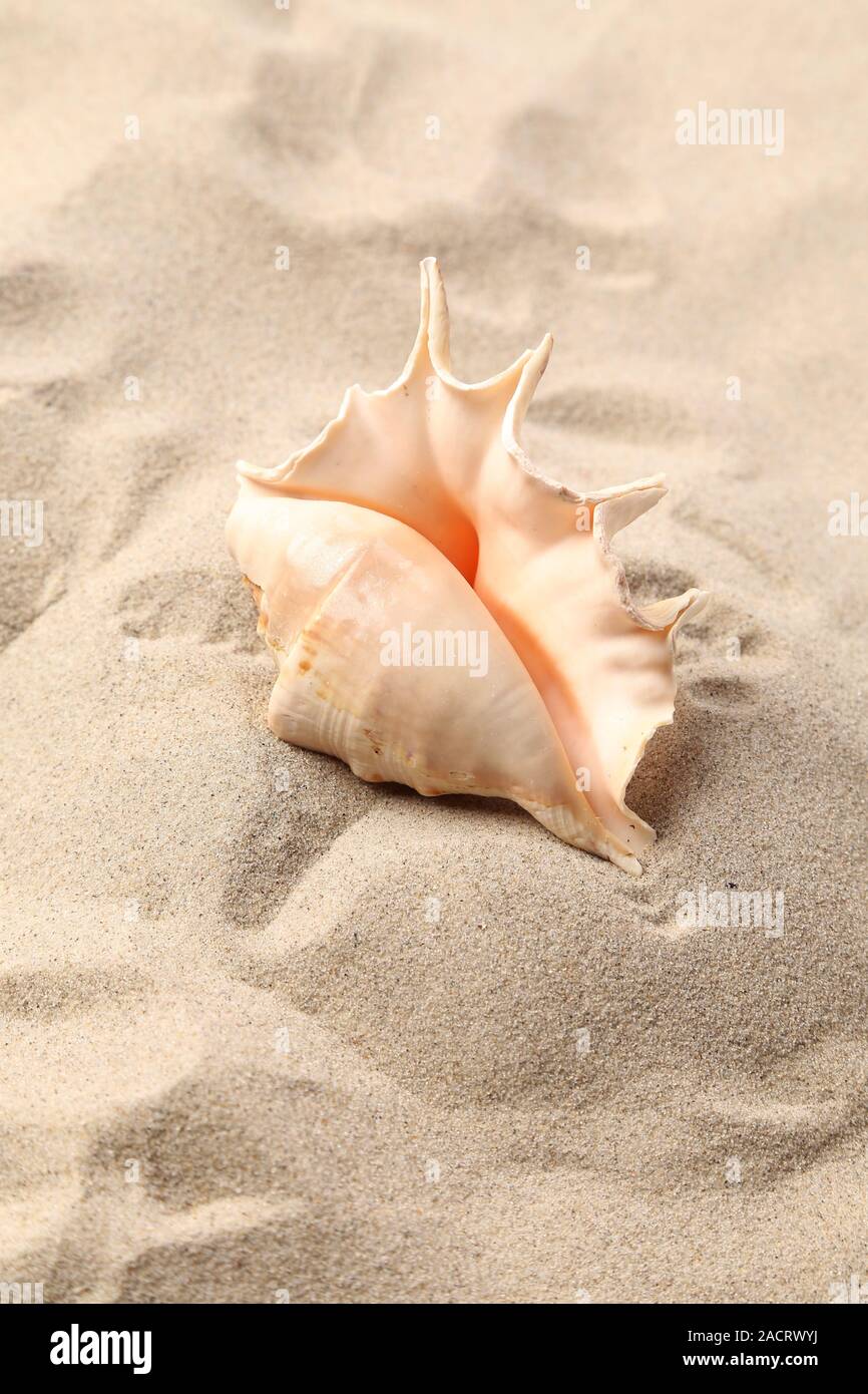 Conch Shell over sand Stock Photo - Alamy