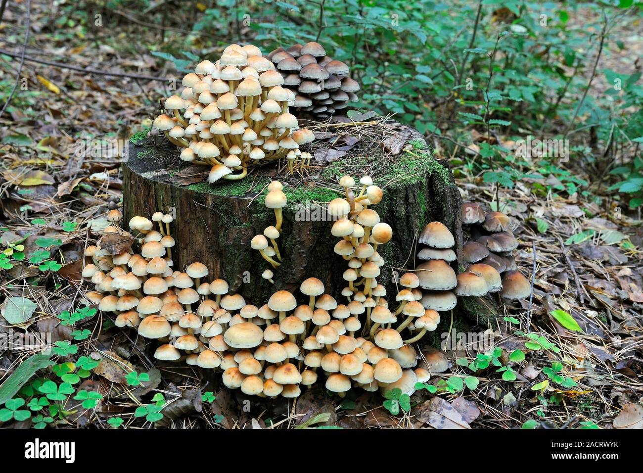 Hypholoma mushrooms. Sulphur tuft (Hypholoma fasciculare, left) and ...