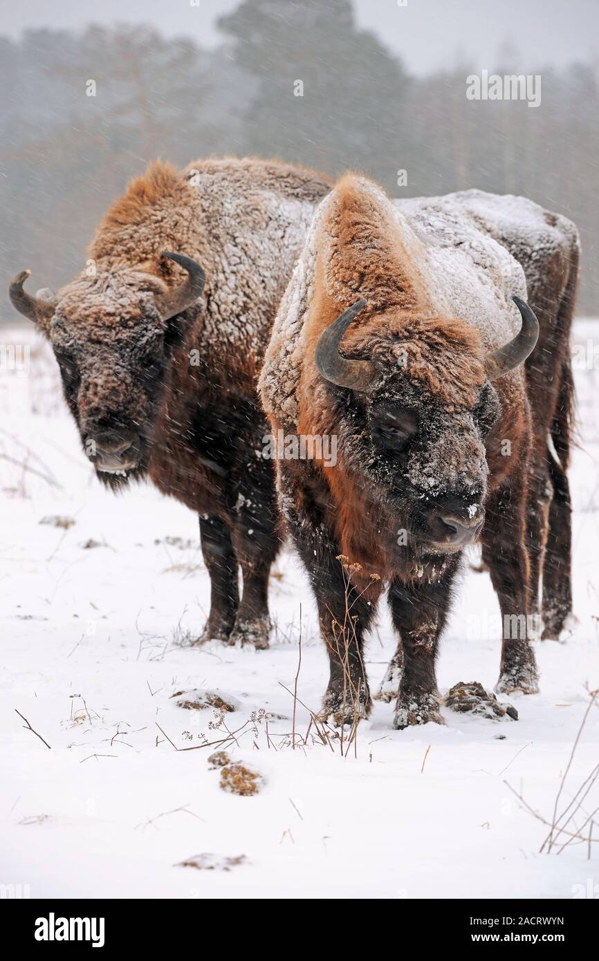 European bison in snow. European bison (Bison bonasus), also known as ...