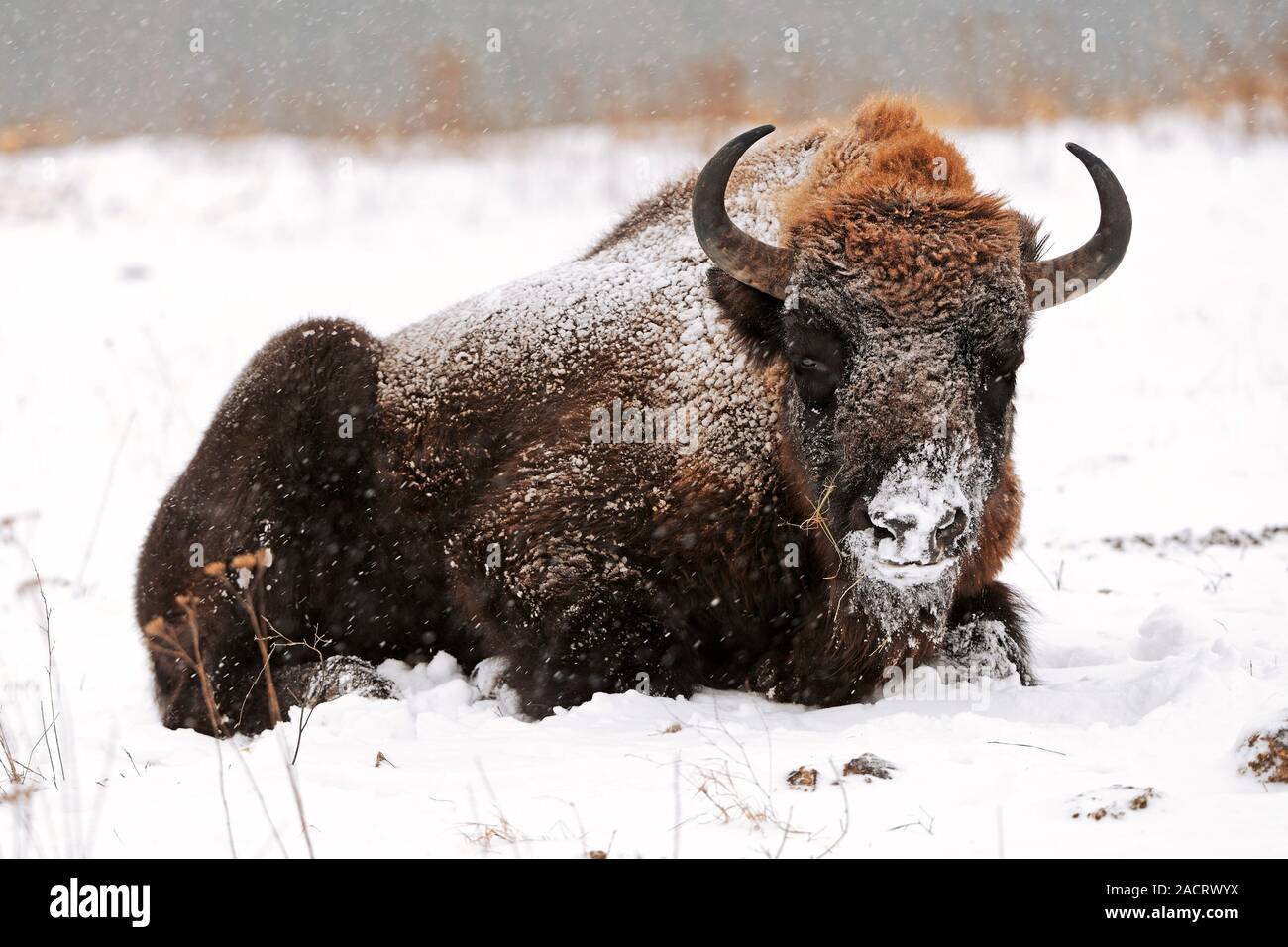 European bison in snow. European bison (Bison bonasus), also known as ...