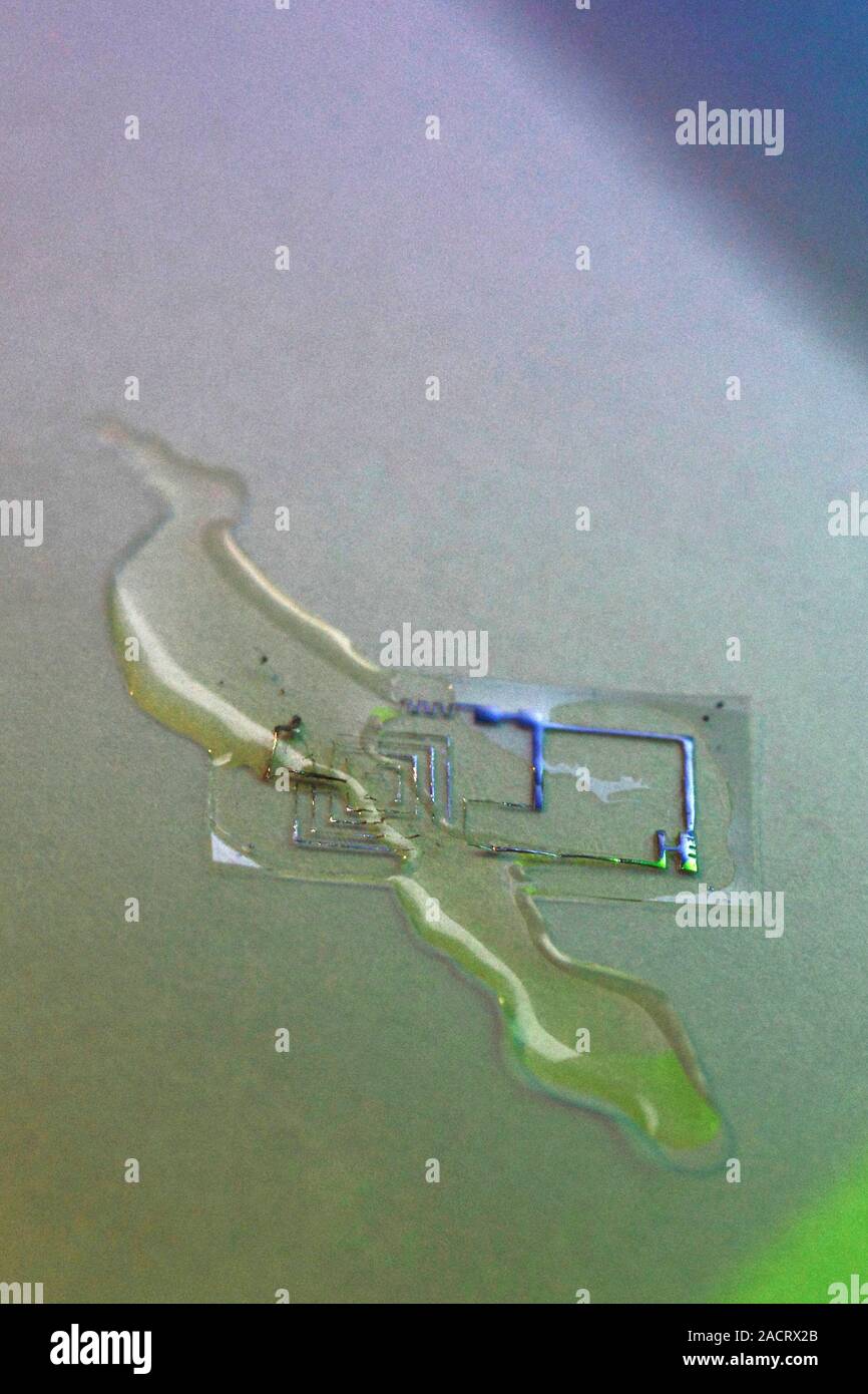 Biodegradable electronic circuit. Photograph of water droplets ...