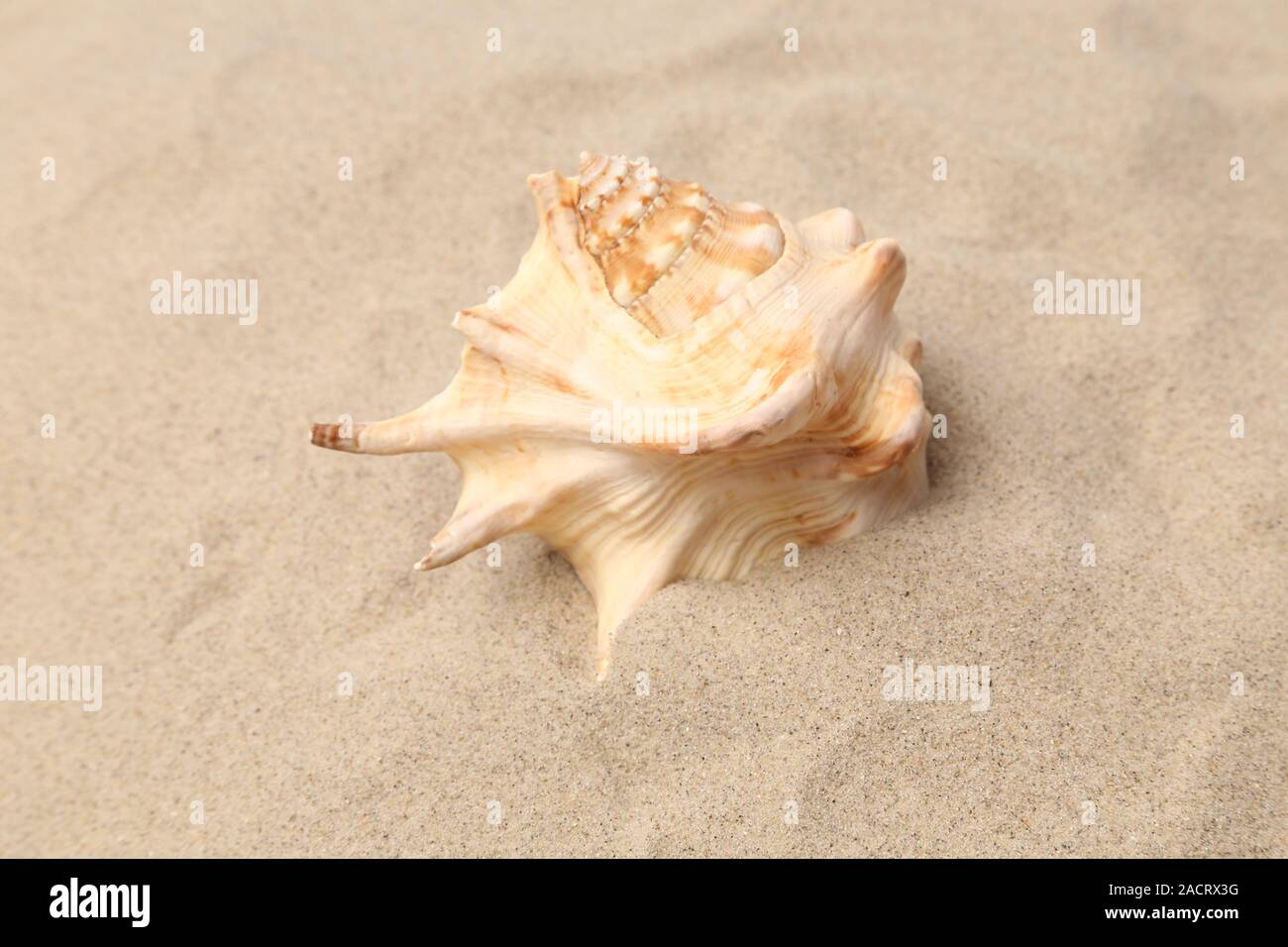 Conch Shell over sand. Sandy background. Close up Stock Photo - Alamy
