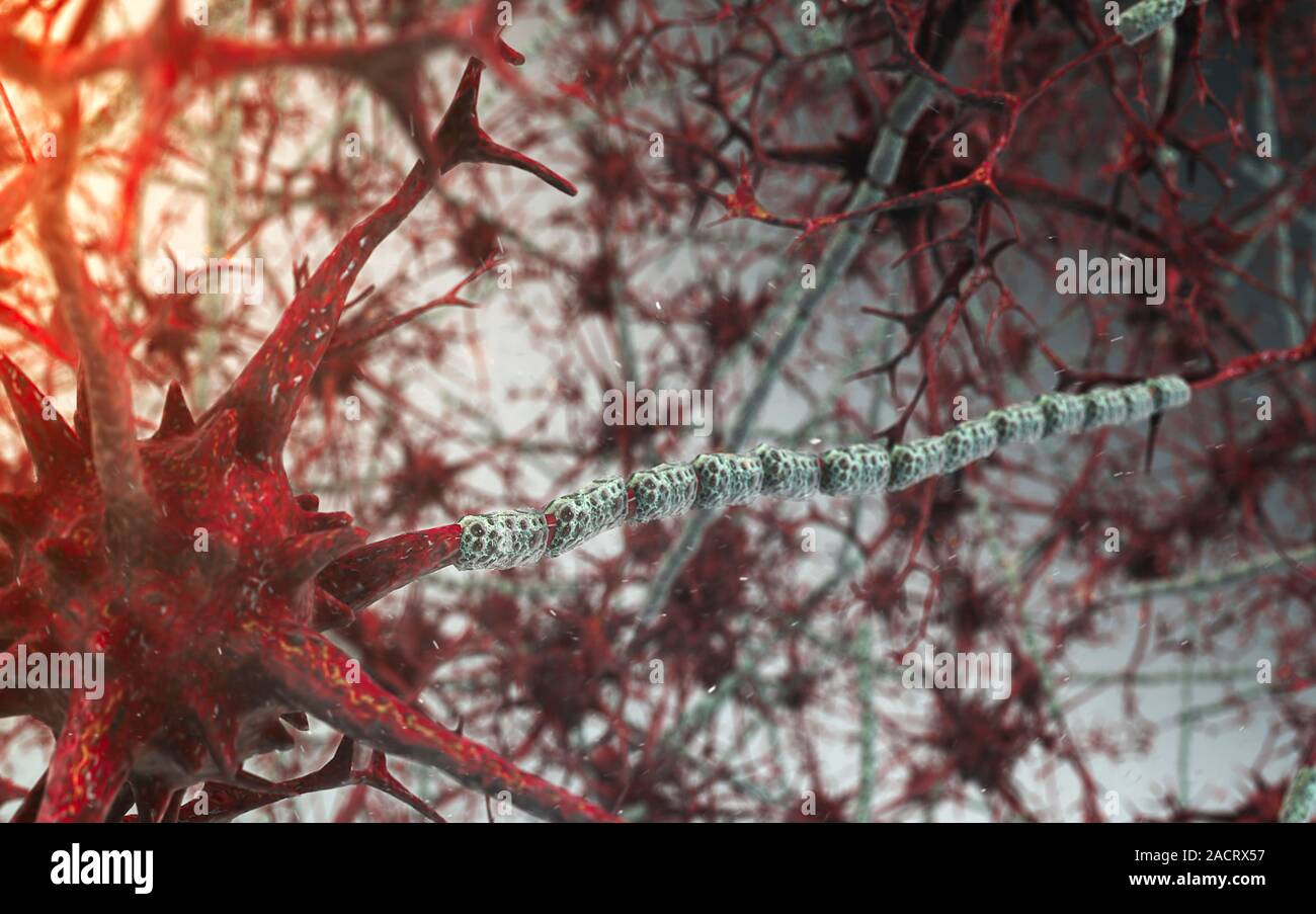 Nerve cells, or neurons, computer artwork. Neurons are responsible for ...