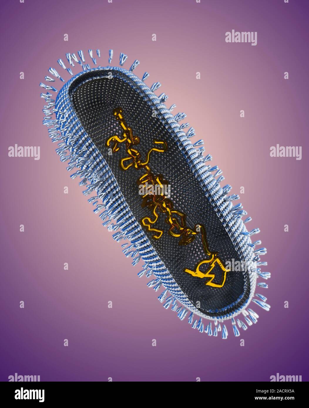 Influenza virus. Cut-away computer artwork of an influenza (flu) virus ...