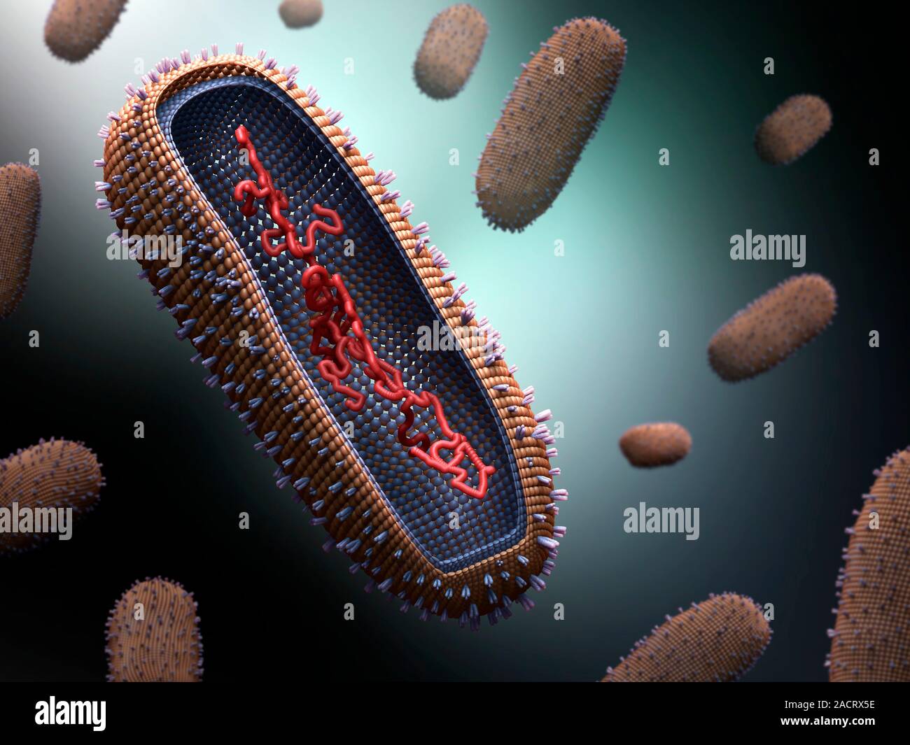 Influenza virus. Cut-away computer artwork of an influenza (flu) virus ...
