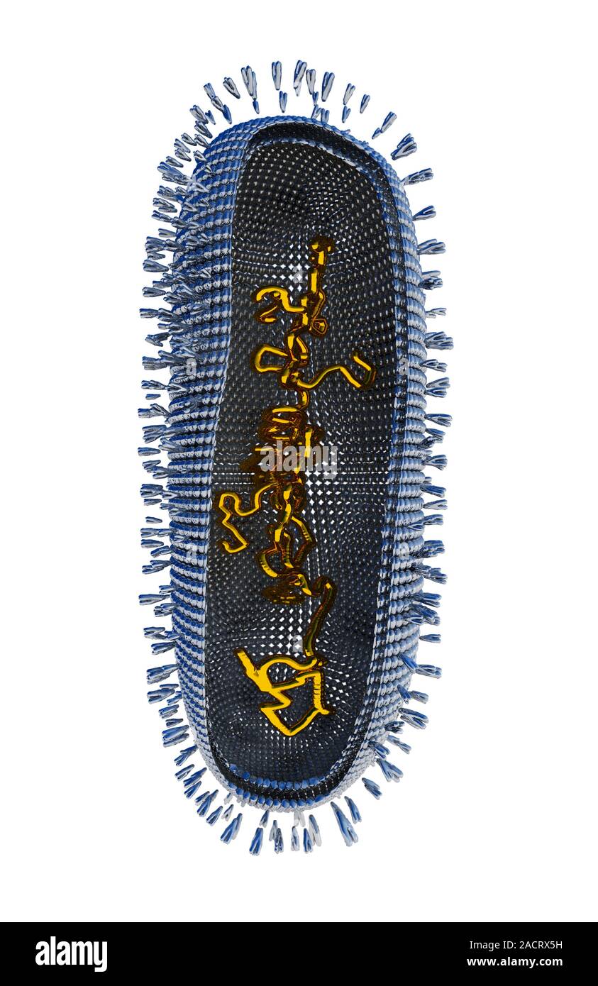 Influenza virus. Cut-away computer artwork of an influenza (flu) virus ...