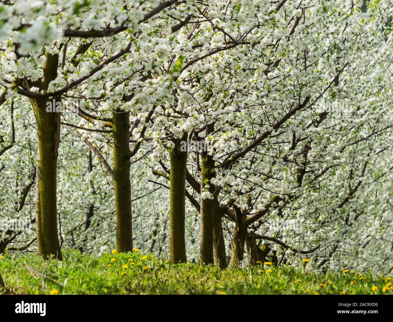Flowering fruit trees in spring Stock Photo - Alamy