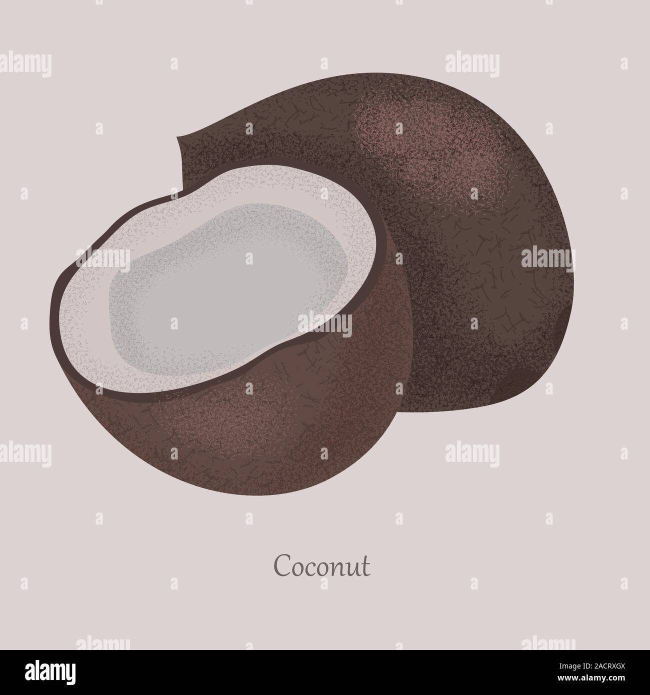 Coconut, coco sweet tropical fruit whole and half Stock Vector Image ...