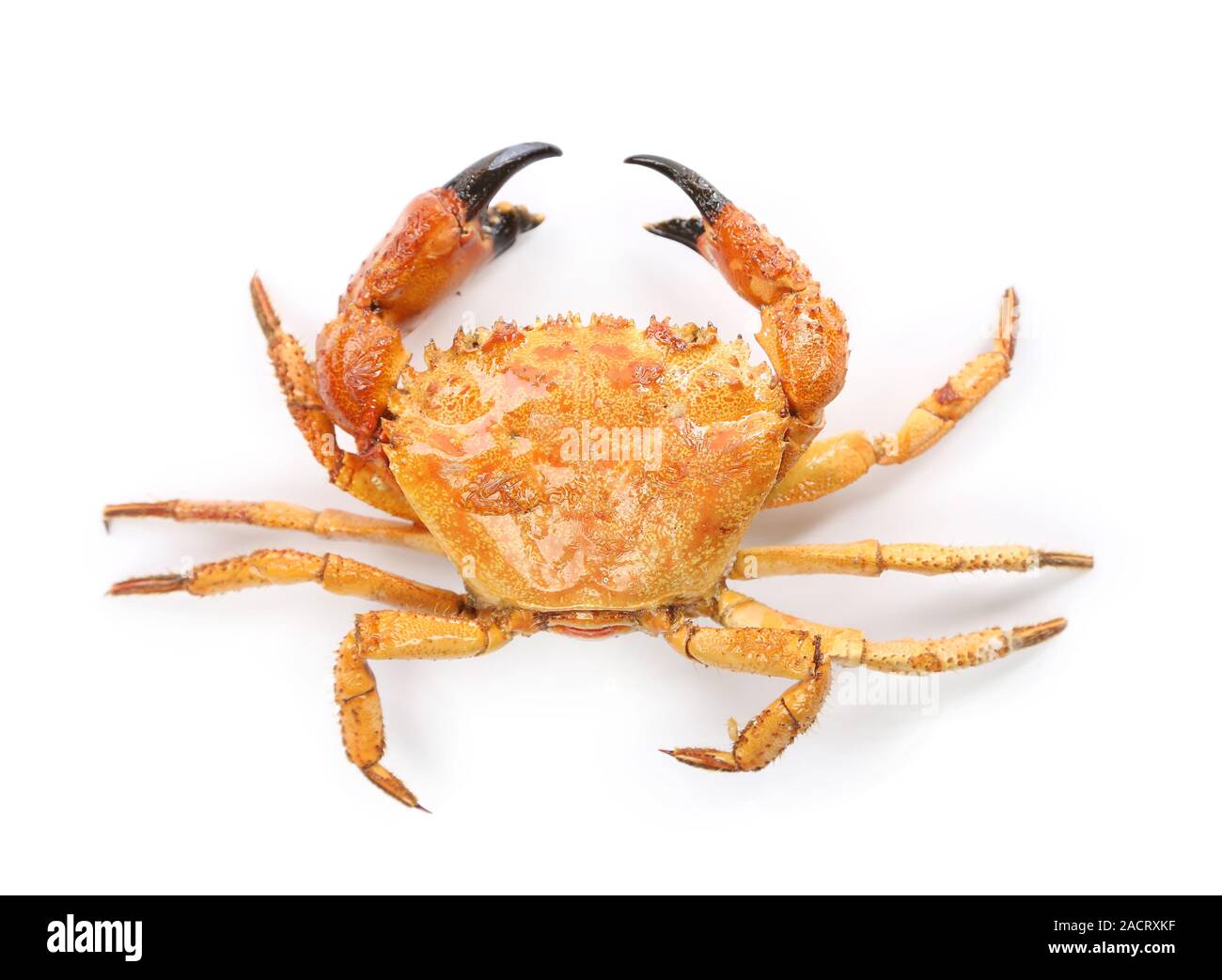 Yellow boiled crab isolated on white background Stock Photo - Alamy