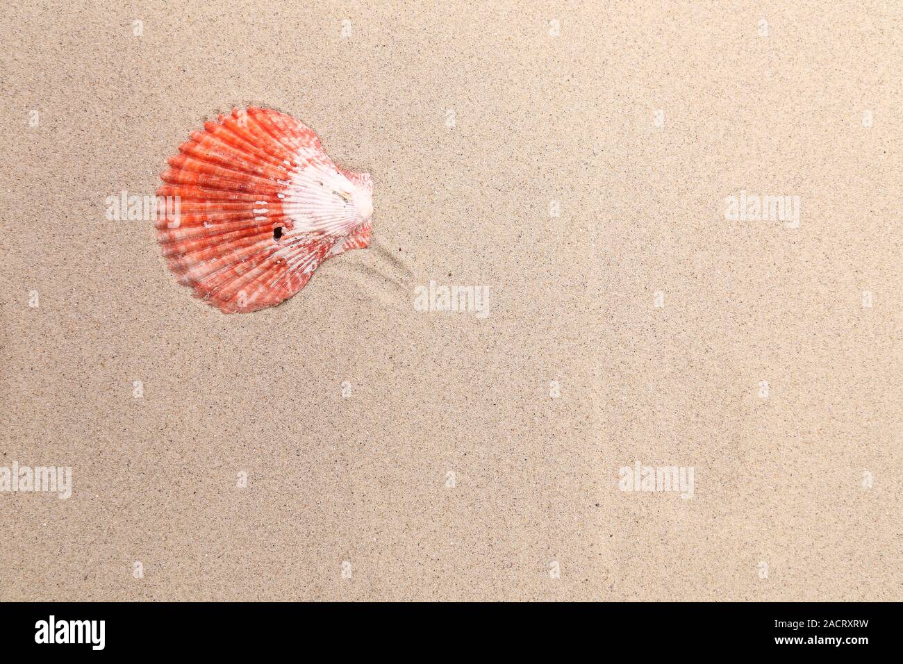 Red shell on a sandy background Stock Photo - Alamy